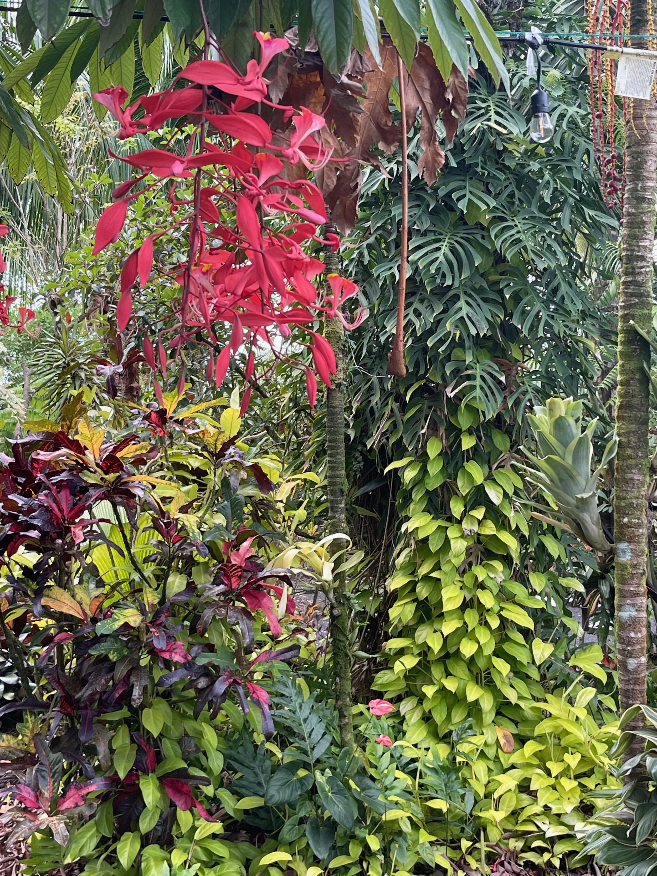 Monstera deliciosa var. sierrana — Vintage Green Farms with Tom Piergrossi