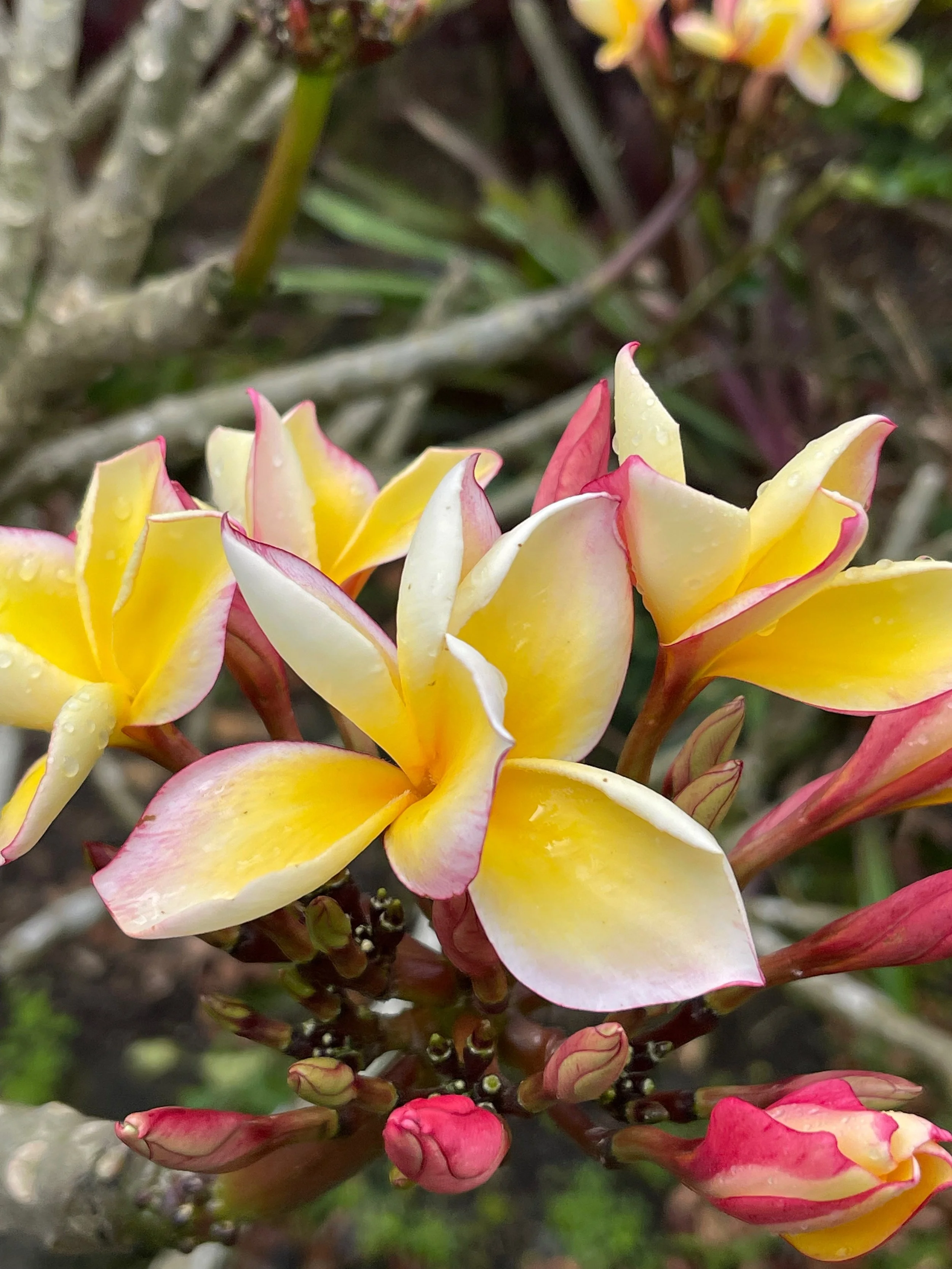 Plumeria rubra ‘California Sunset' — Vintage Green Farms with Tom ...