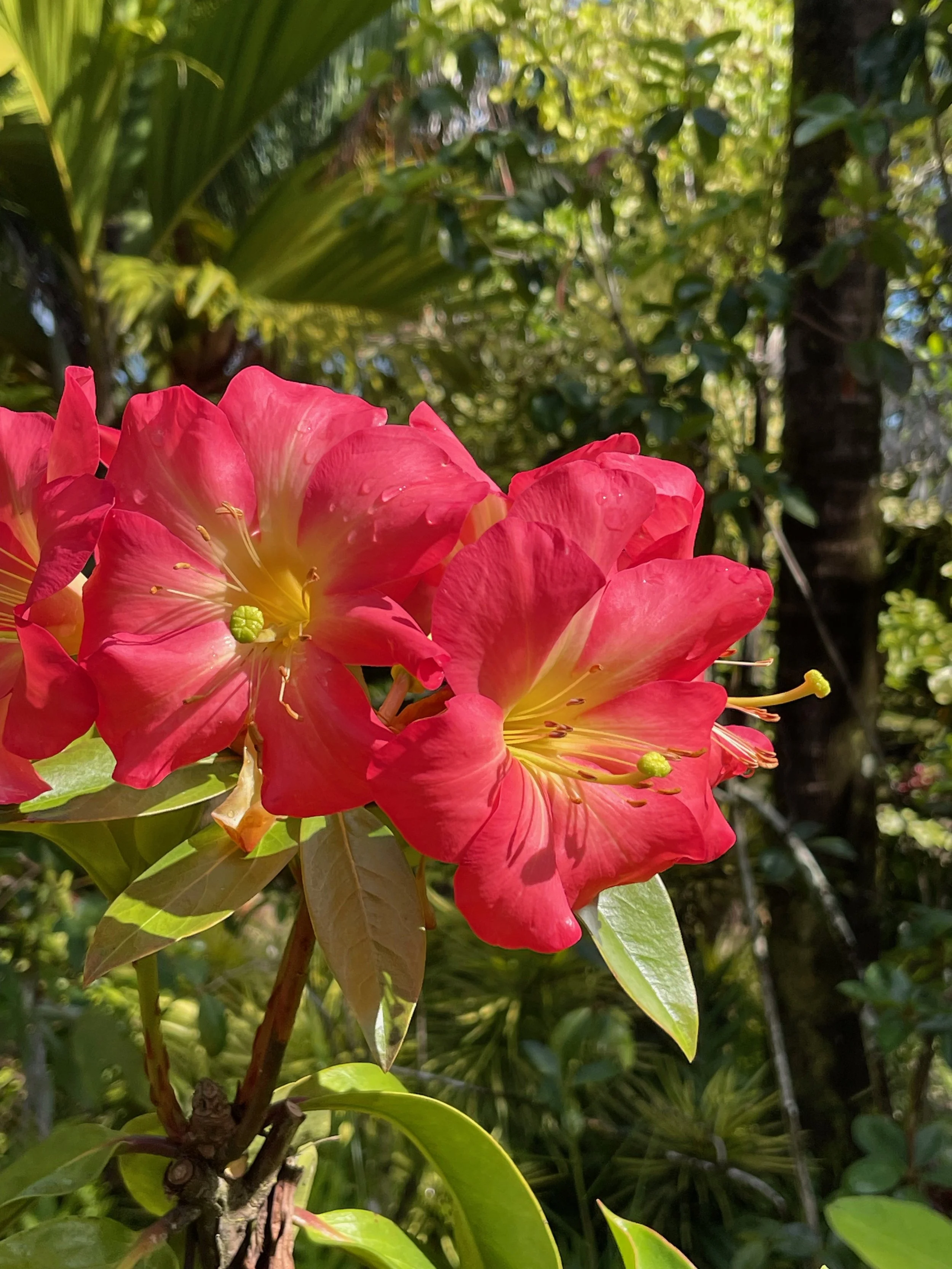 Rhododendron vireya 'Pink Pazazz' — Vintage Green Farms with Tom Piergrossi