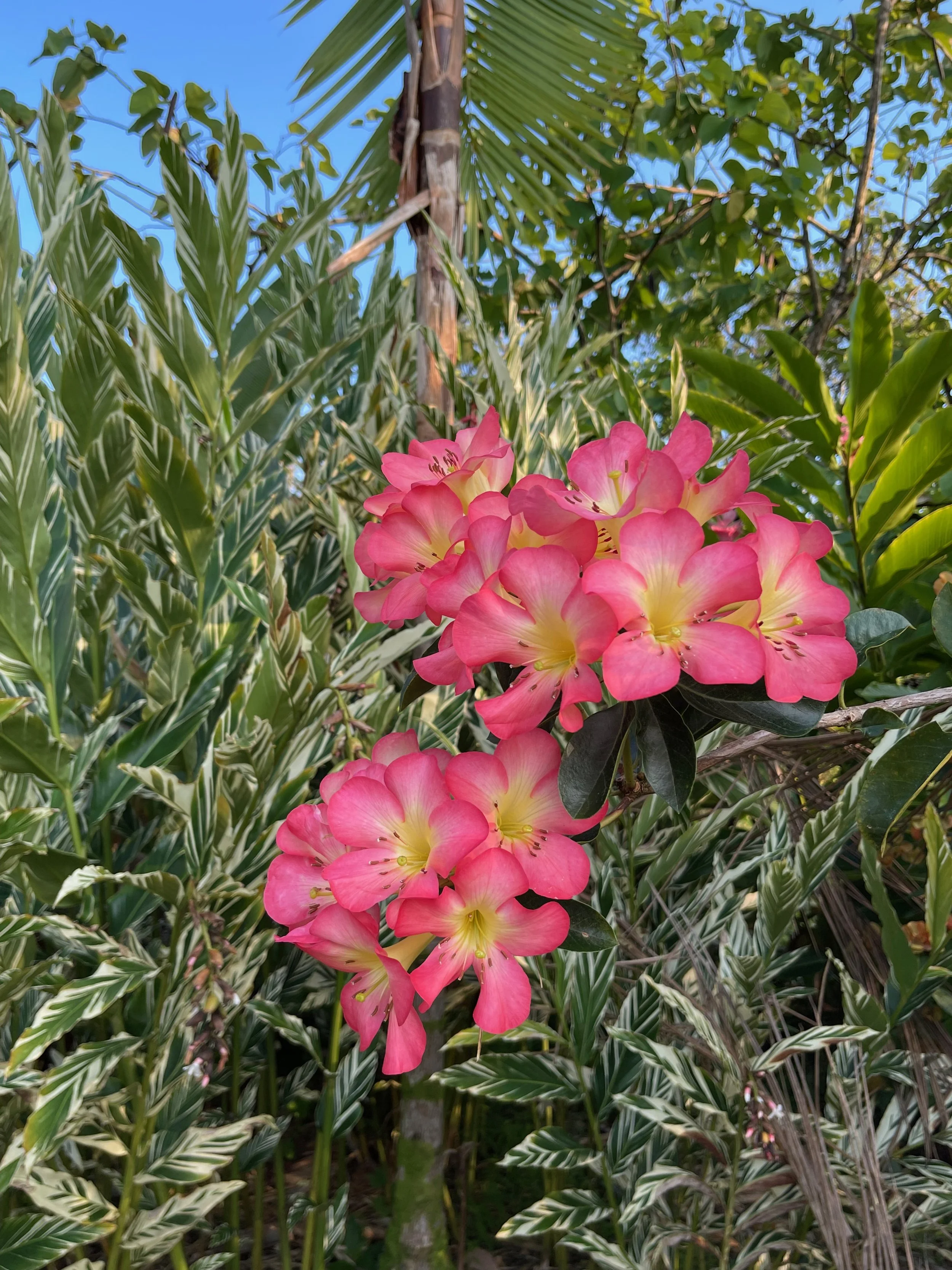 Rhododendron vireya — Vintage Green Farms with Tom Piergrossi