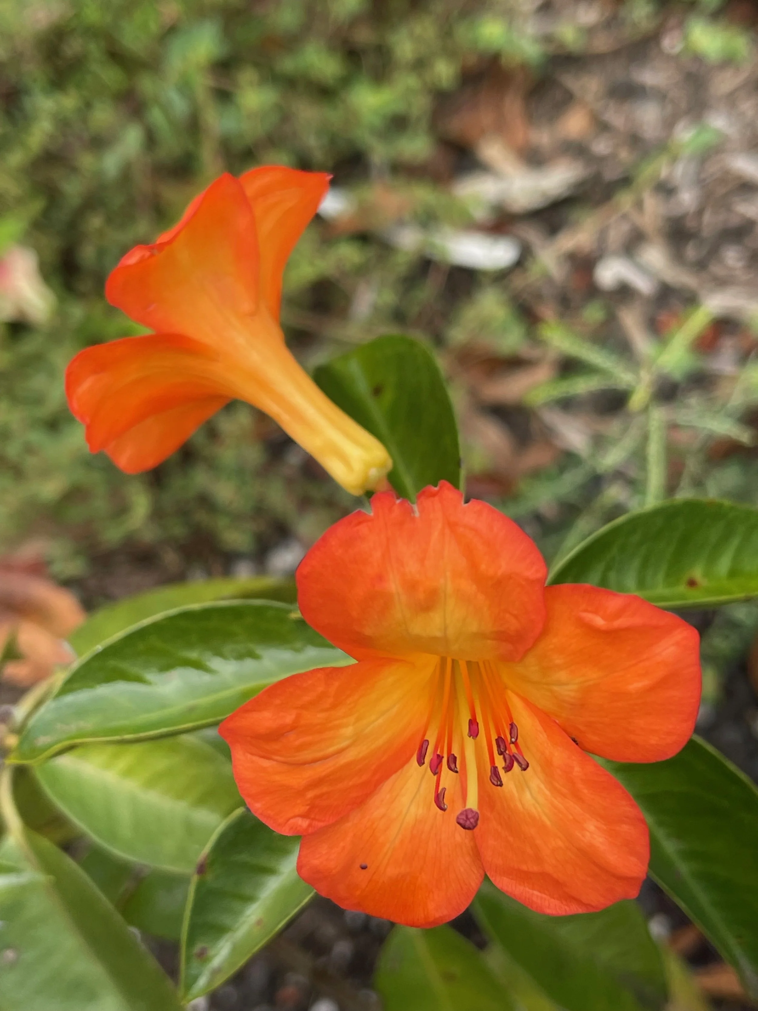Rhododendron vireya 'Fire Glow' — Vintage Green Farms with Tom Piergrossi