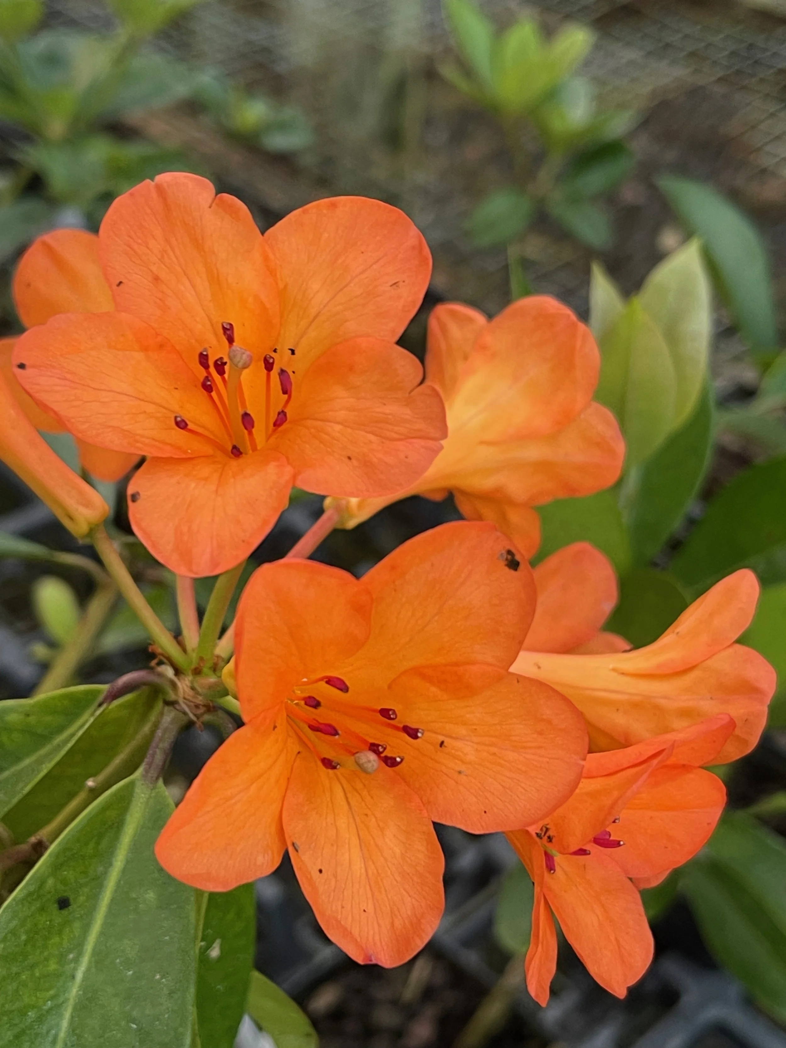 Rhododendron vireya 'Fire Glow' — Vintage Green Farms with Tom Piergrossi