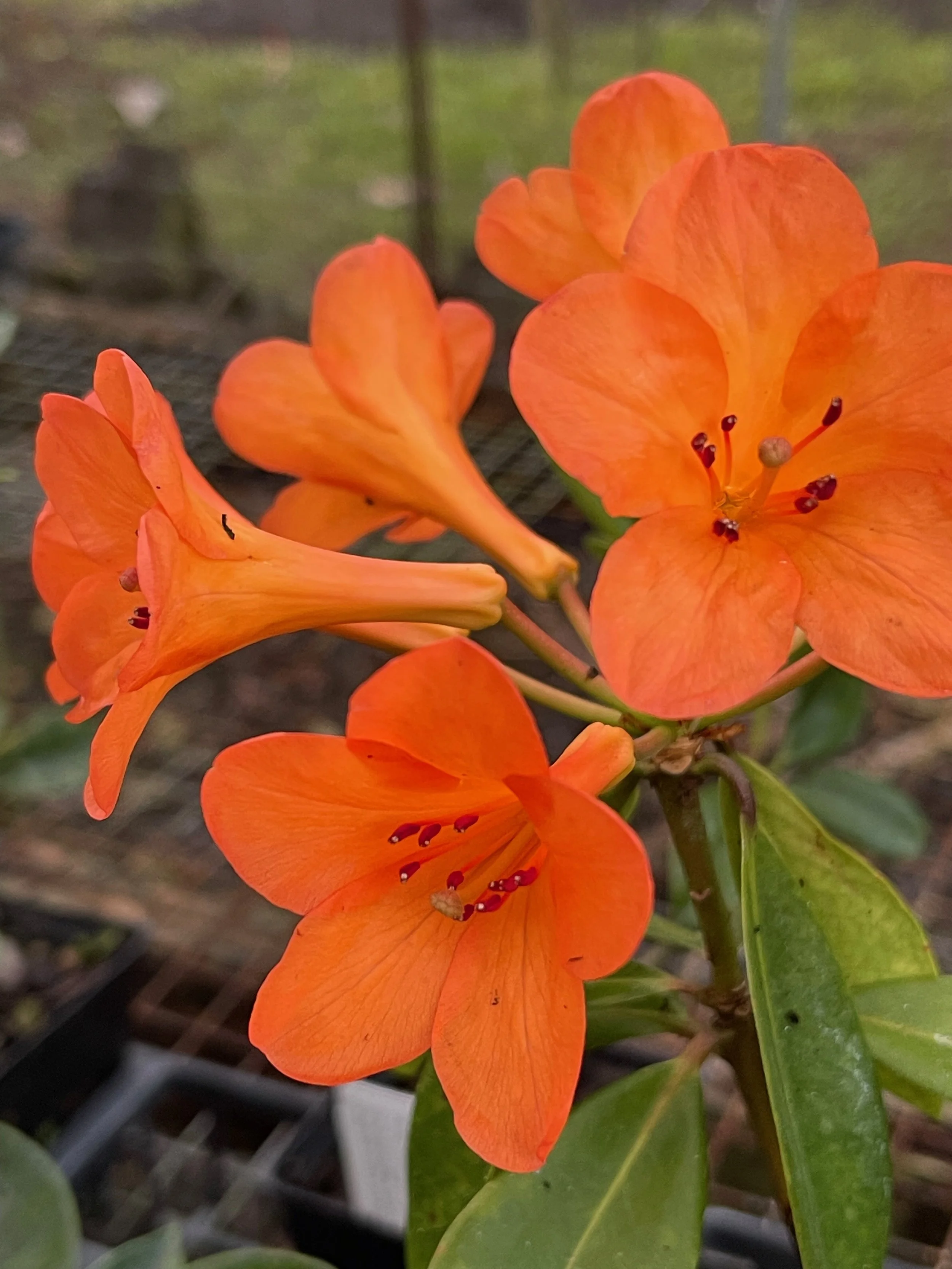 Rhododendron vireya 'Fire Glow' — Vintage Green Farms with Tom Piergrossi