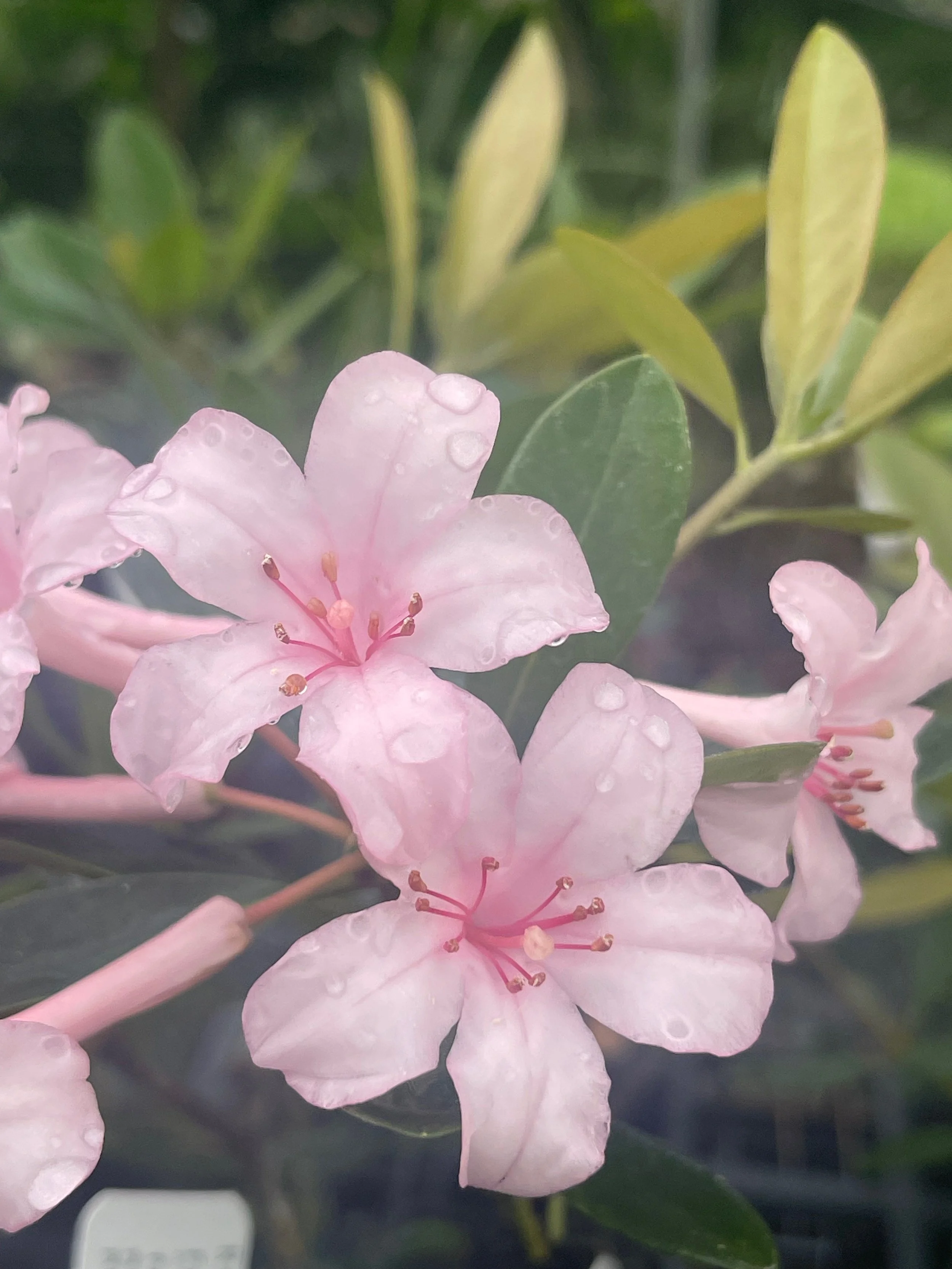 Rhododendron vireya 'First Light' — Vintage Green Farms with Tom Piergrossi