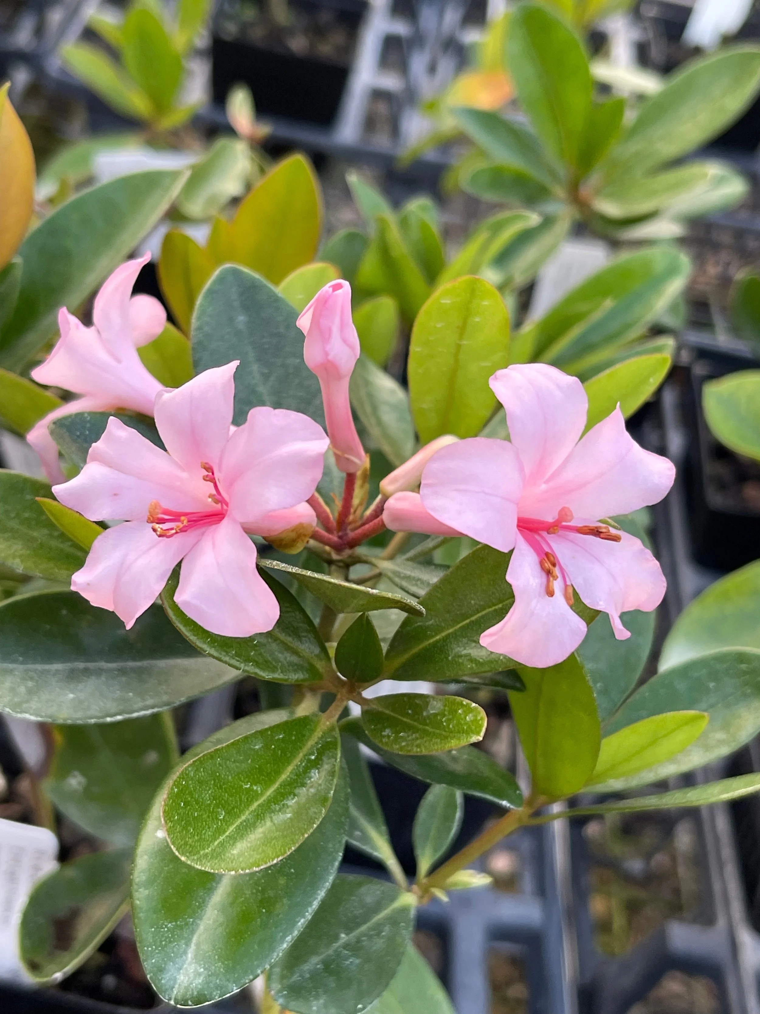 Rhododendron vireya 'First Light' — Vintage Green Farms with Tom Piergrossi