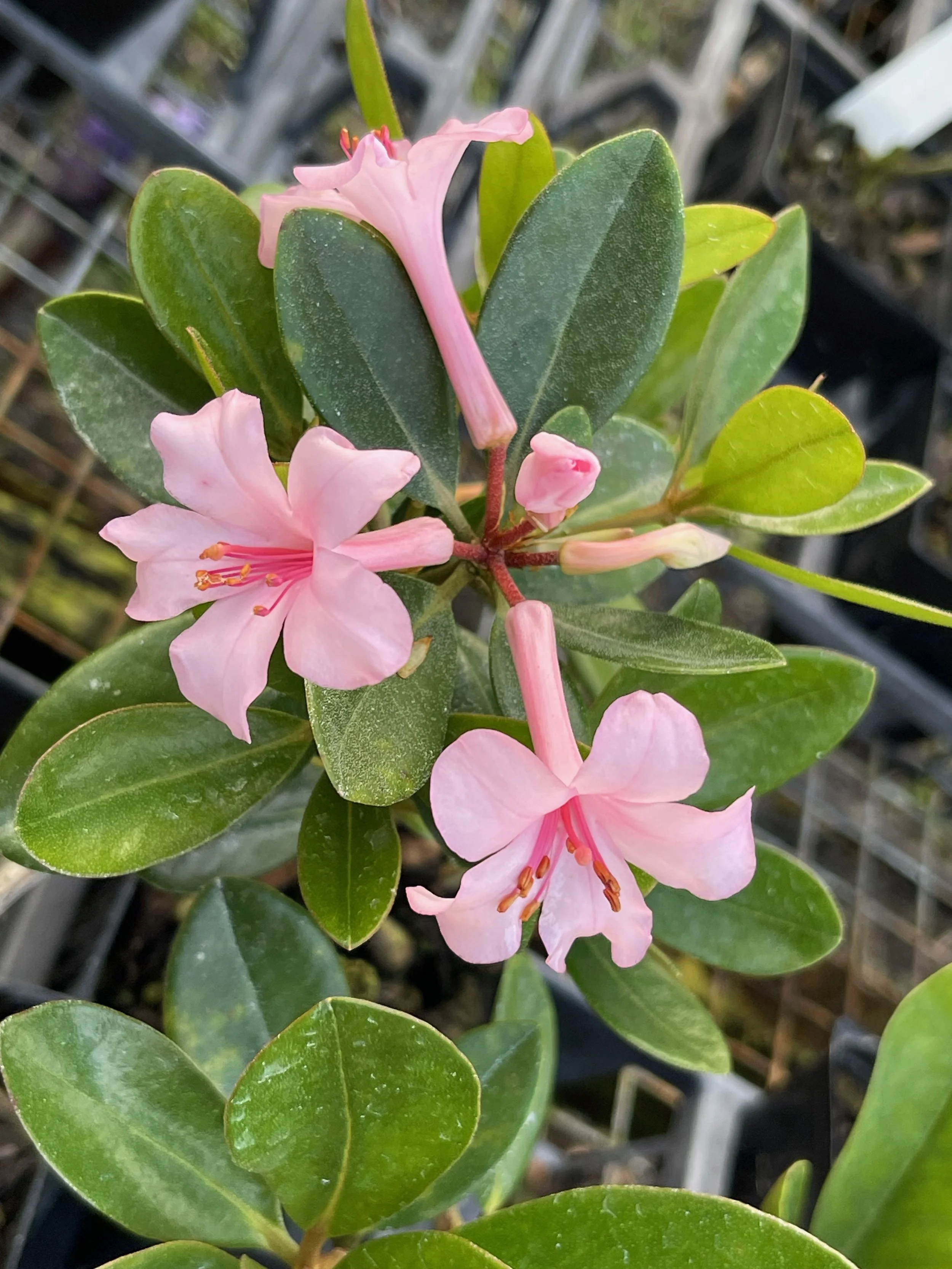 Rhododendron vireya — Vintage Green Farms with Tom Piergrossi