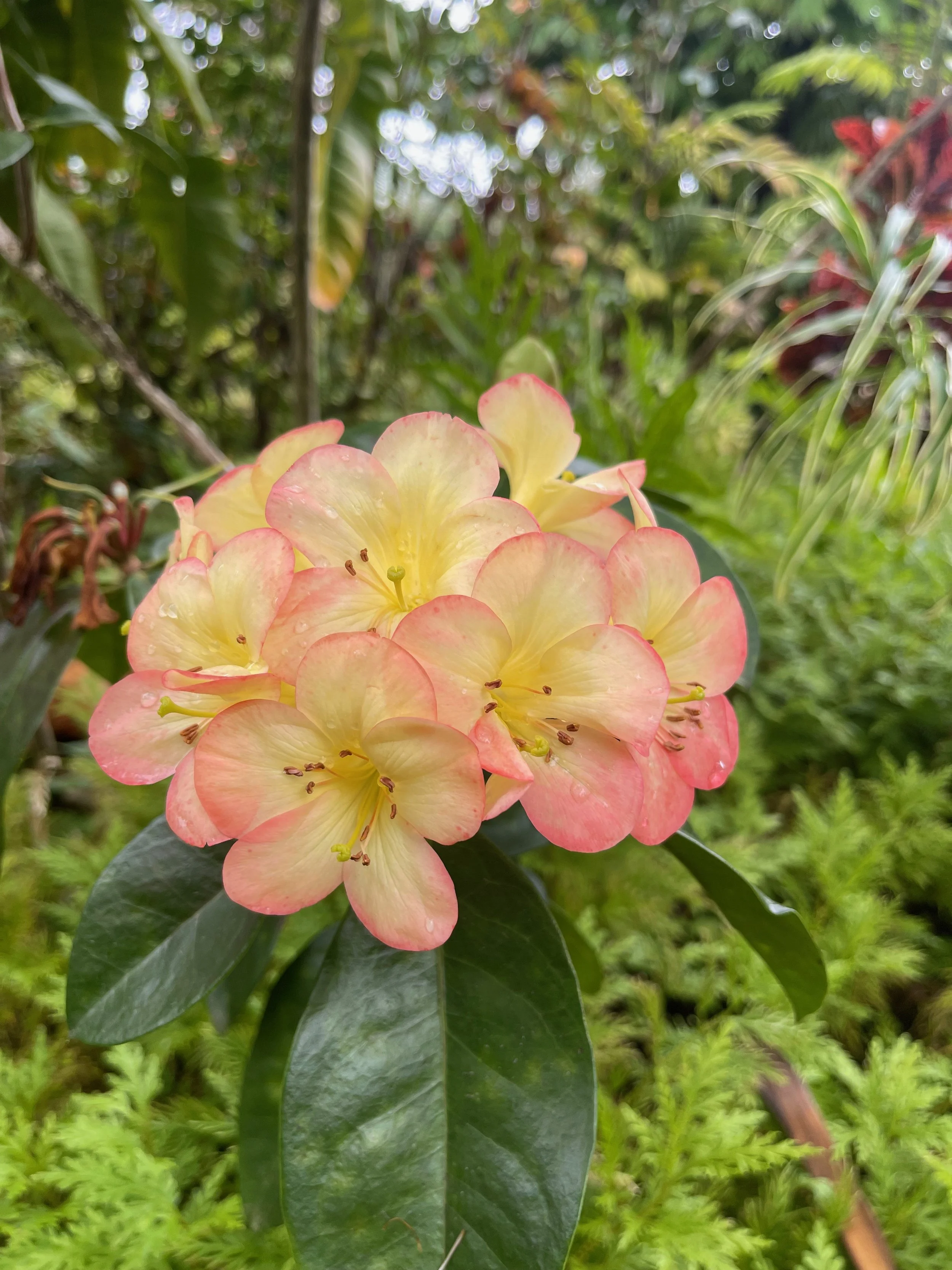 Rhododendron vireya — Vintage Green Farms with Tom Piergrossi
