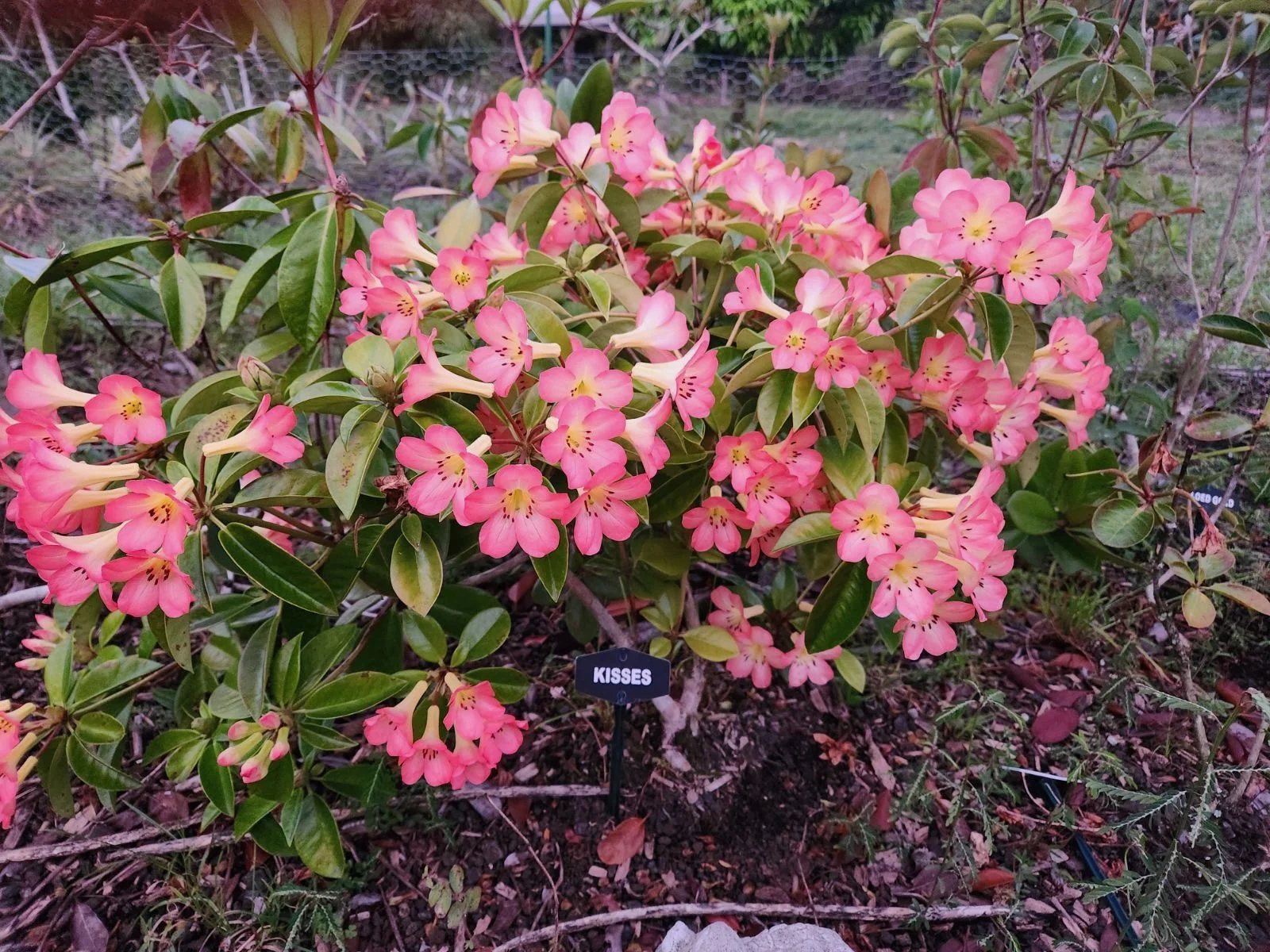 Rhododendron vireya — Vintage Green Farms with Tom Piergrossi