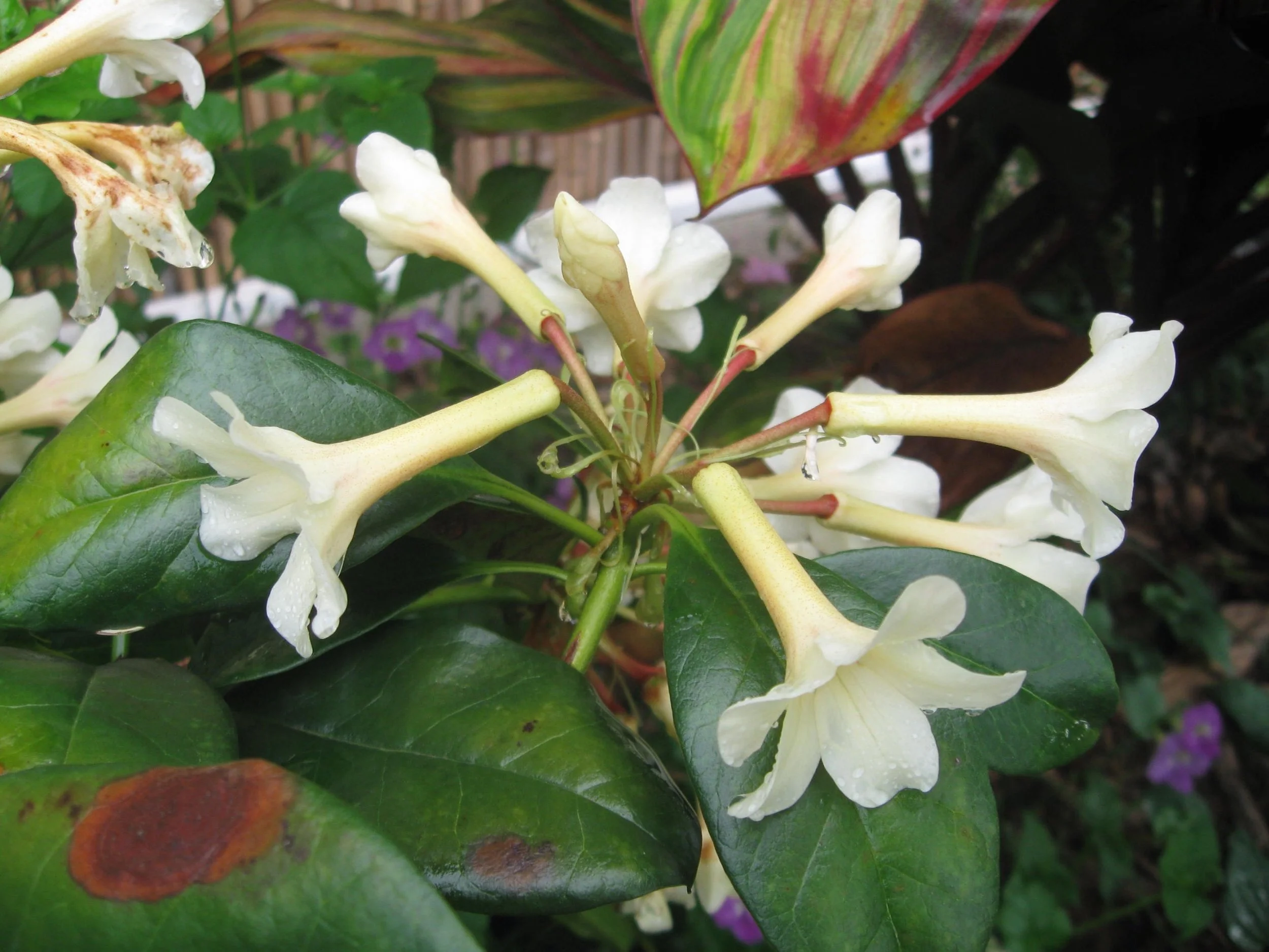 Rhododendron vireya 'Love Me True' — Vintage Green Farms with Tom ...
