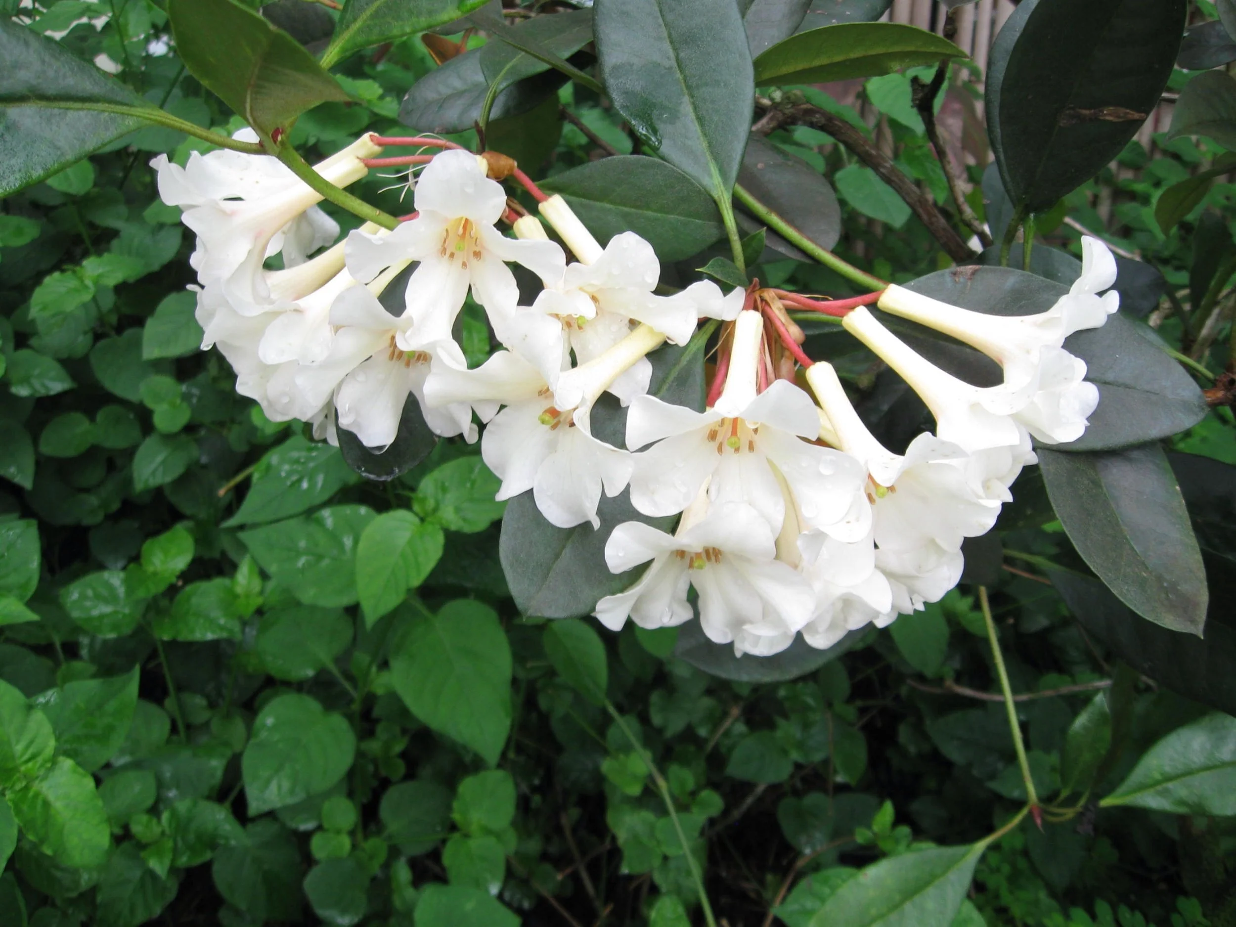Rhododendron vireya 'Love Me True' — Vintage Green Farms with Tom ...