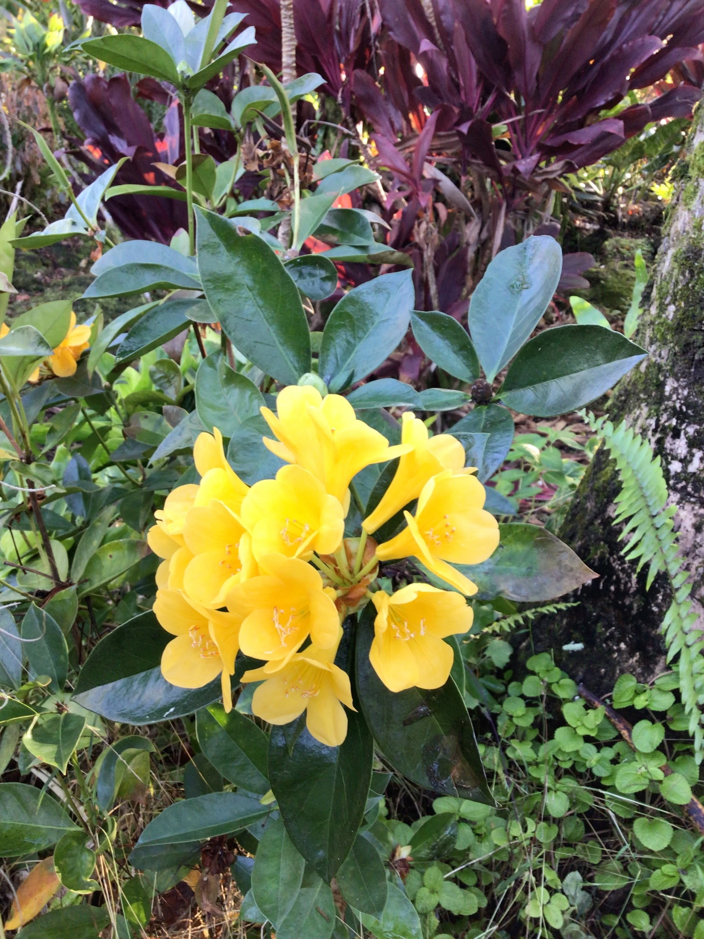 Rhododendron vireya (bright yellow) — Vintage Green Farms with Tom ...