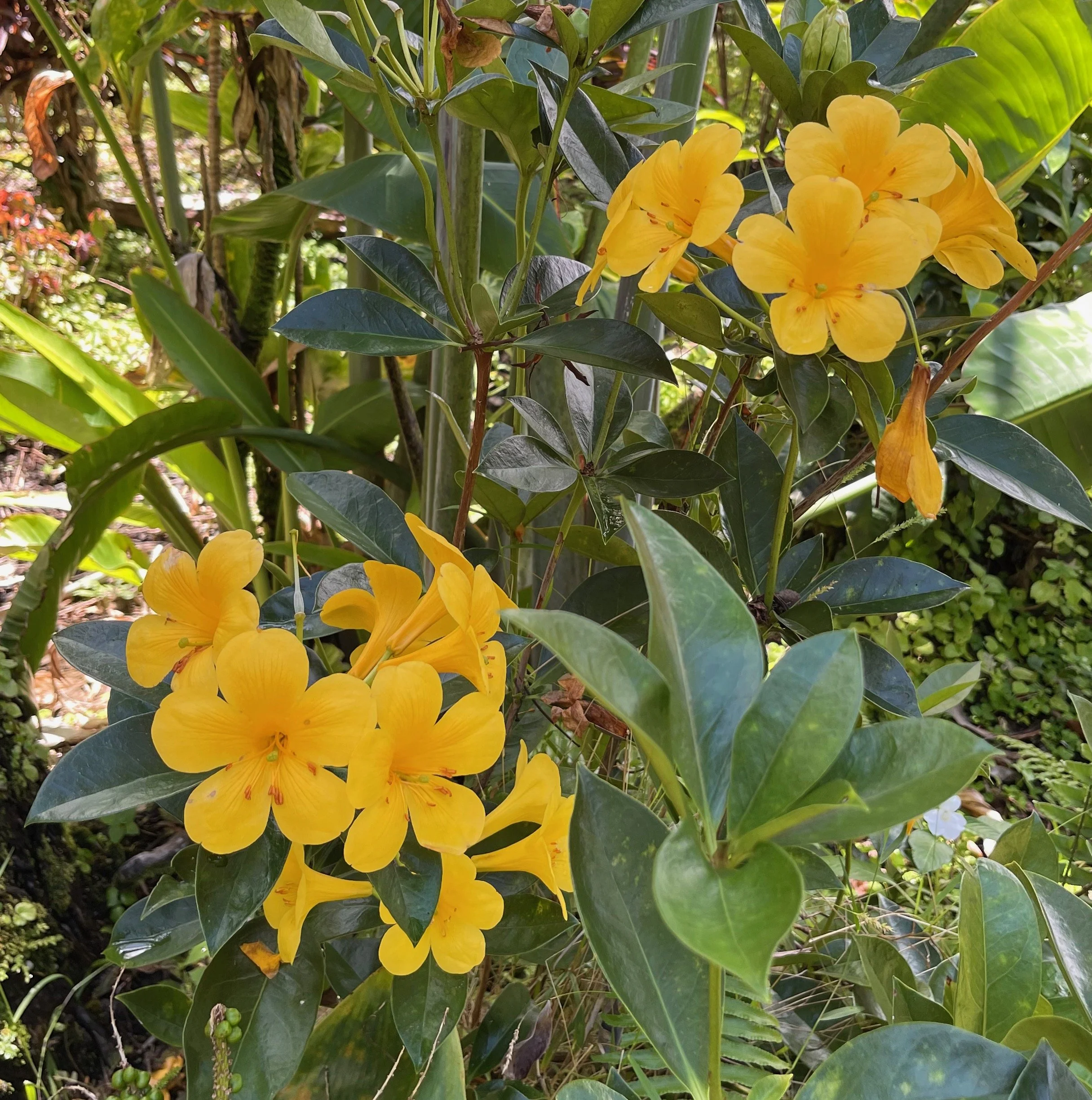 Rhododendron vireya (bright yellow) — Vintage Green Farms with Tom ...