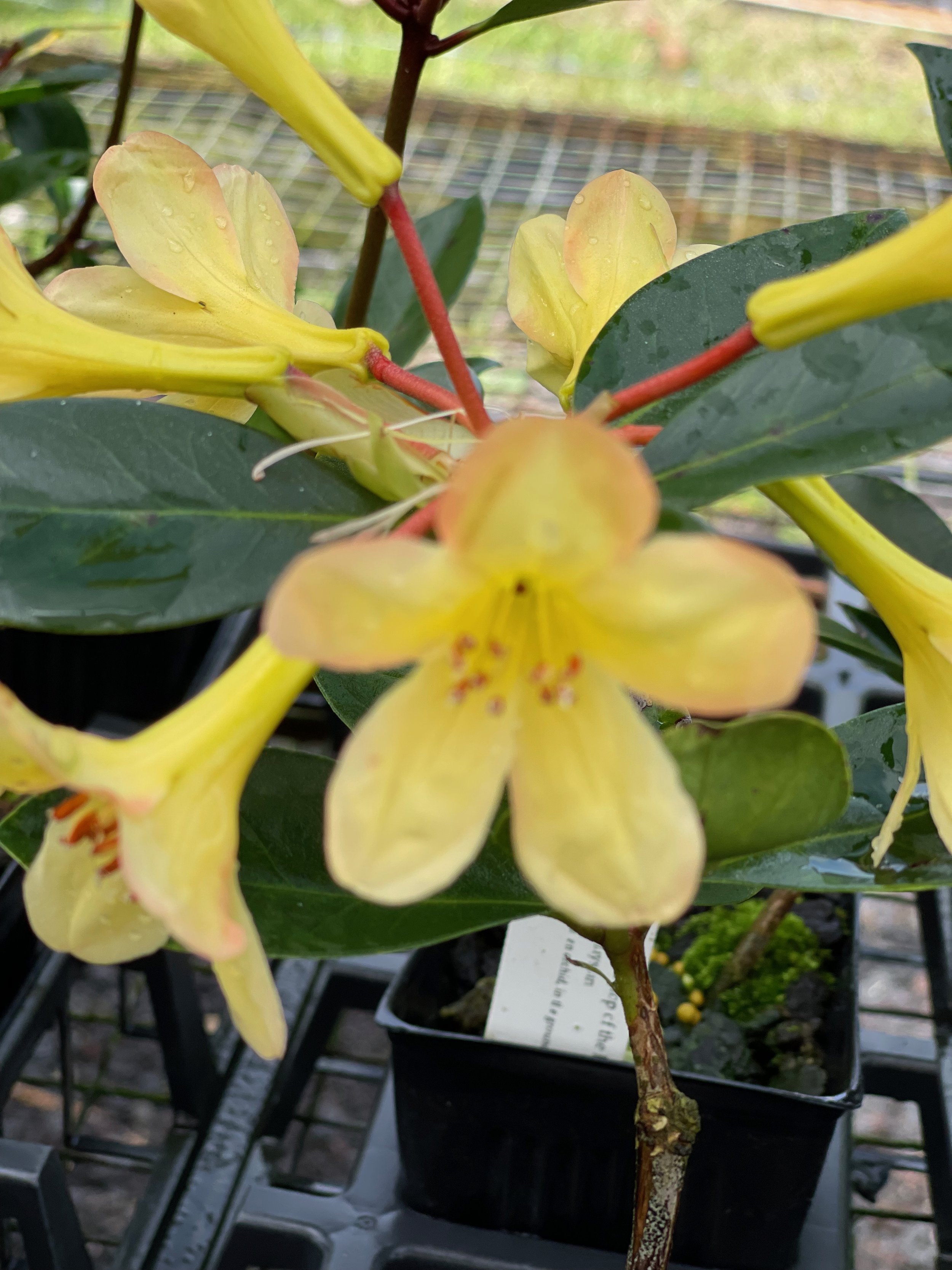 Rhododendron vireya — Vintage Green Farms with Tom Piergrossi