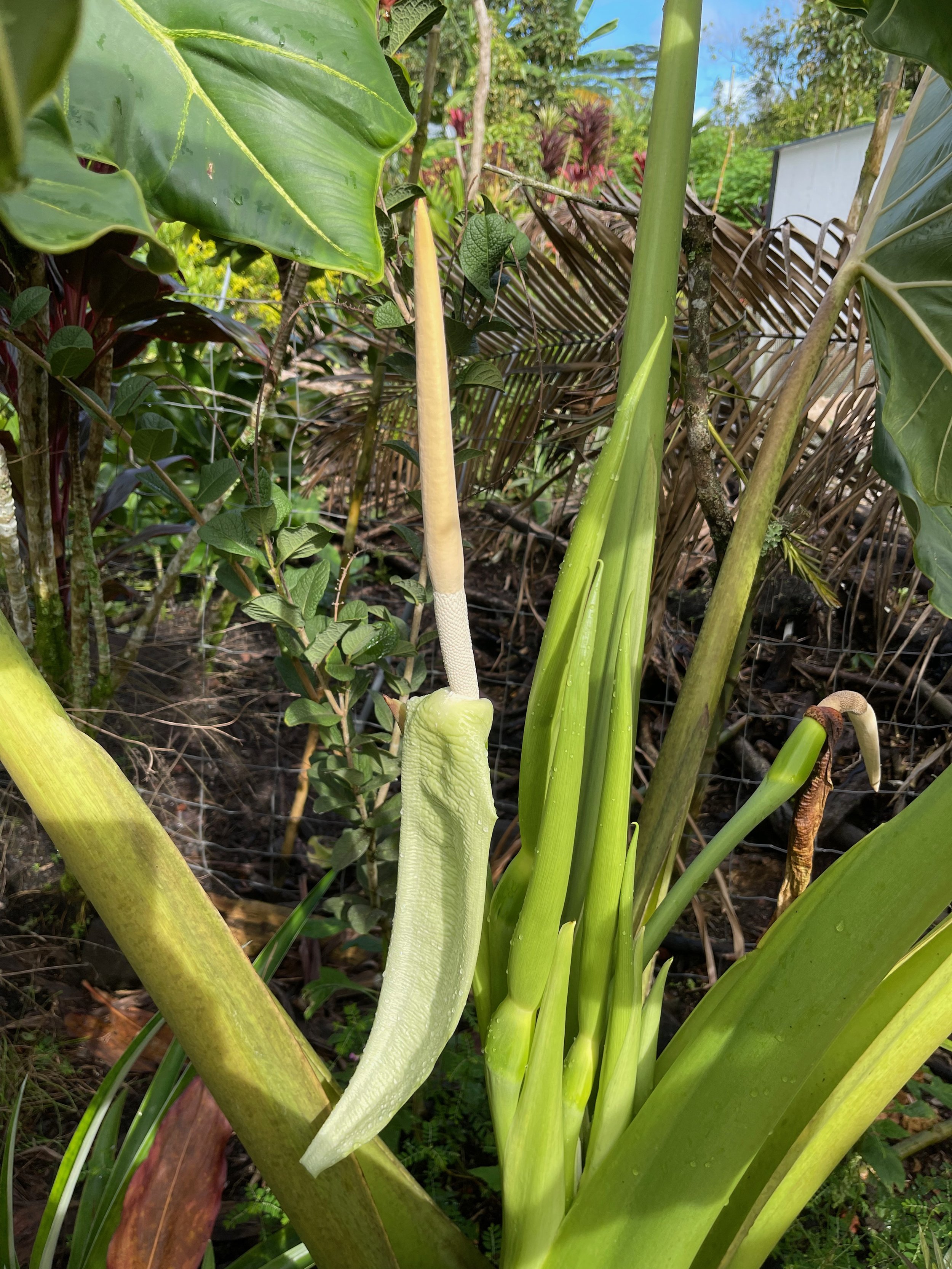 Alocasia macrorrhizos 'Sarian' — Vintage Green Farms with Tom Piergrossi