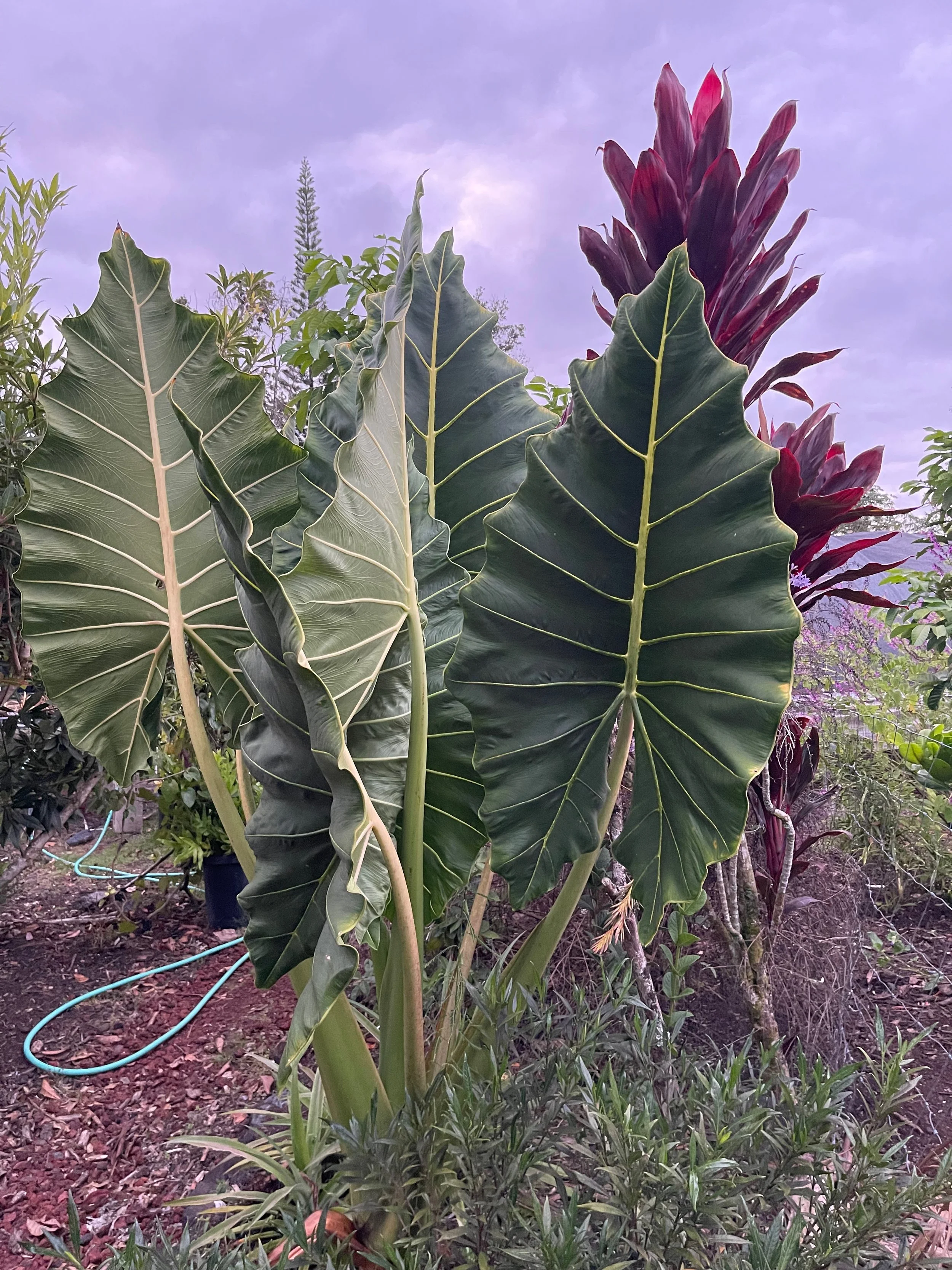 Alocasia macrorrhizos 'Sarian' — Vintage Green Farms with Tom Piergrossi