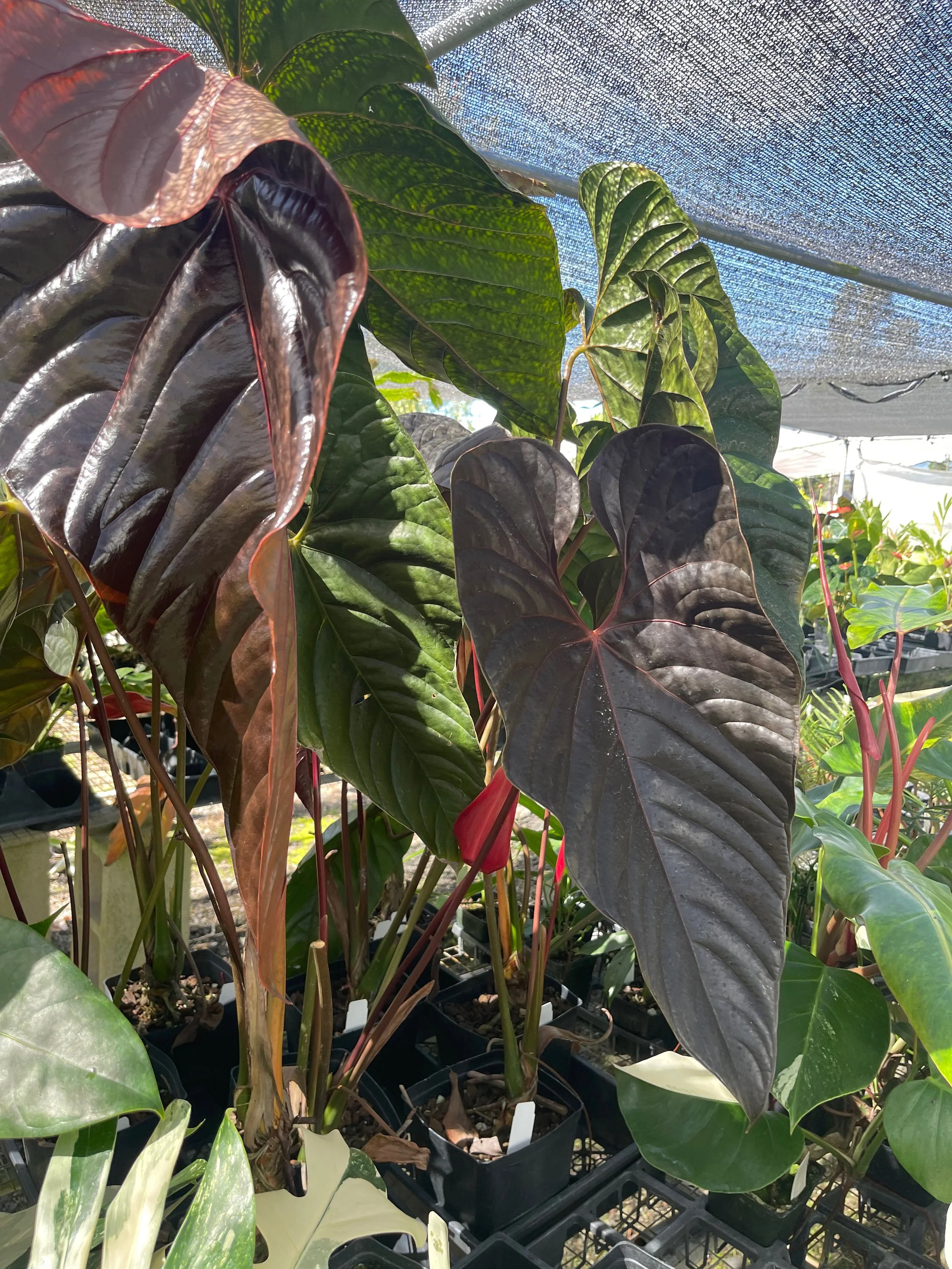 Anthurium 'Chamber' (A. chamberlainii) 'Red Beauty' — Vintage Green Farms with Tom Piergrossi