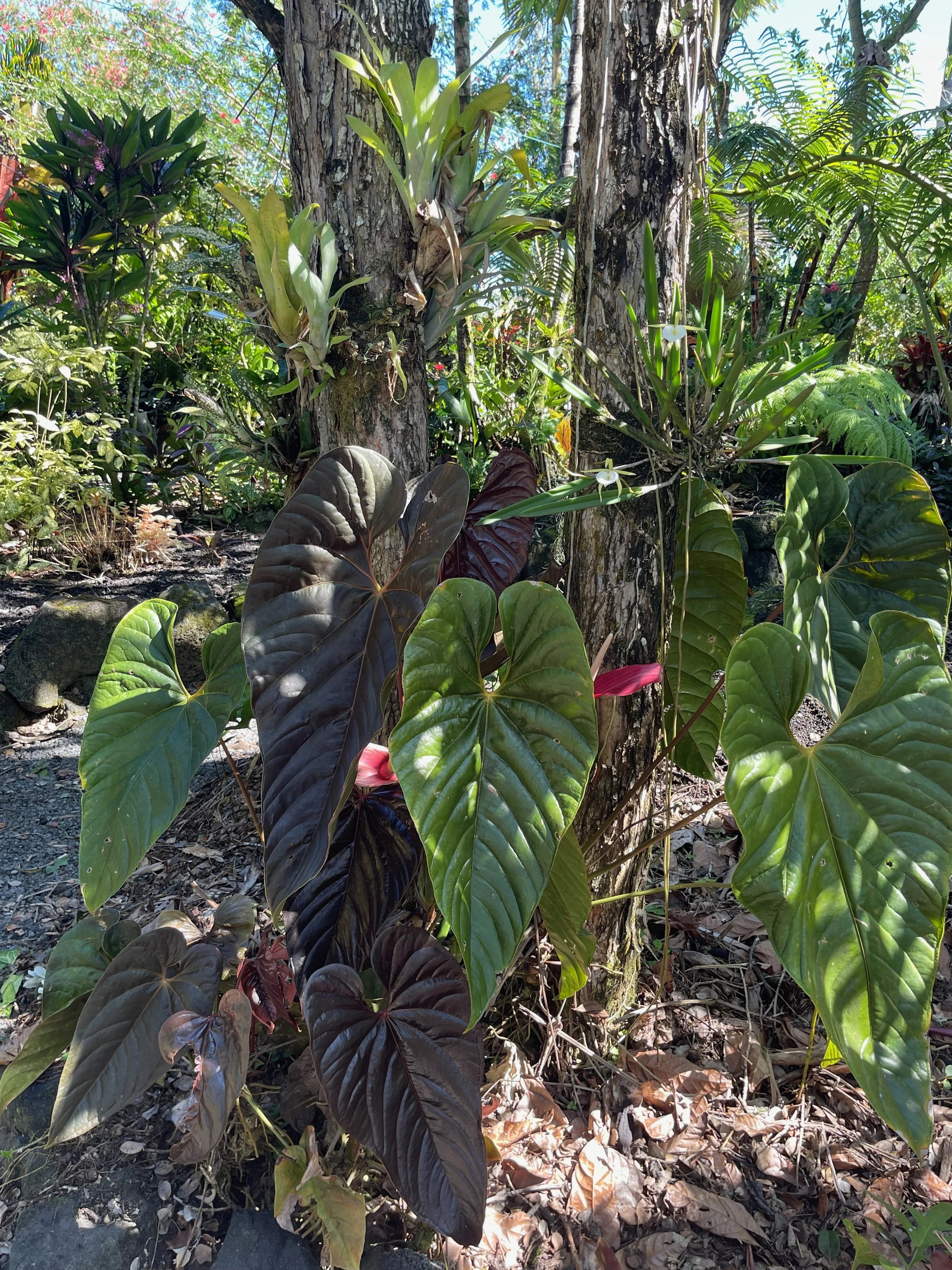 Anthurium 'Chamber' (A. chamberlainii) 'Red Beauty' — Vintage Green Farms with Tom Piergrossi