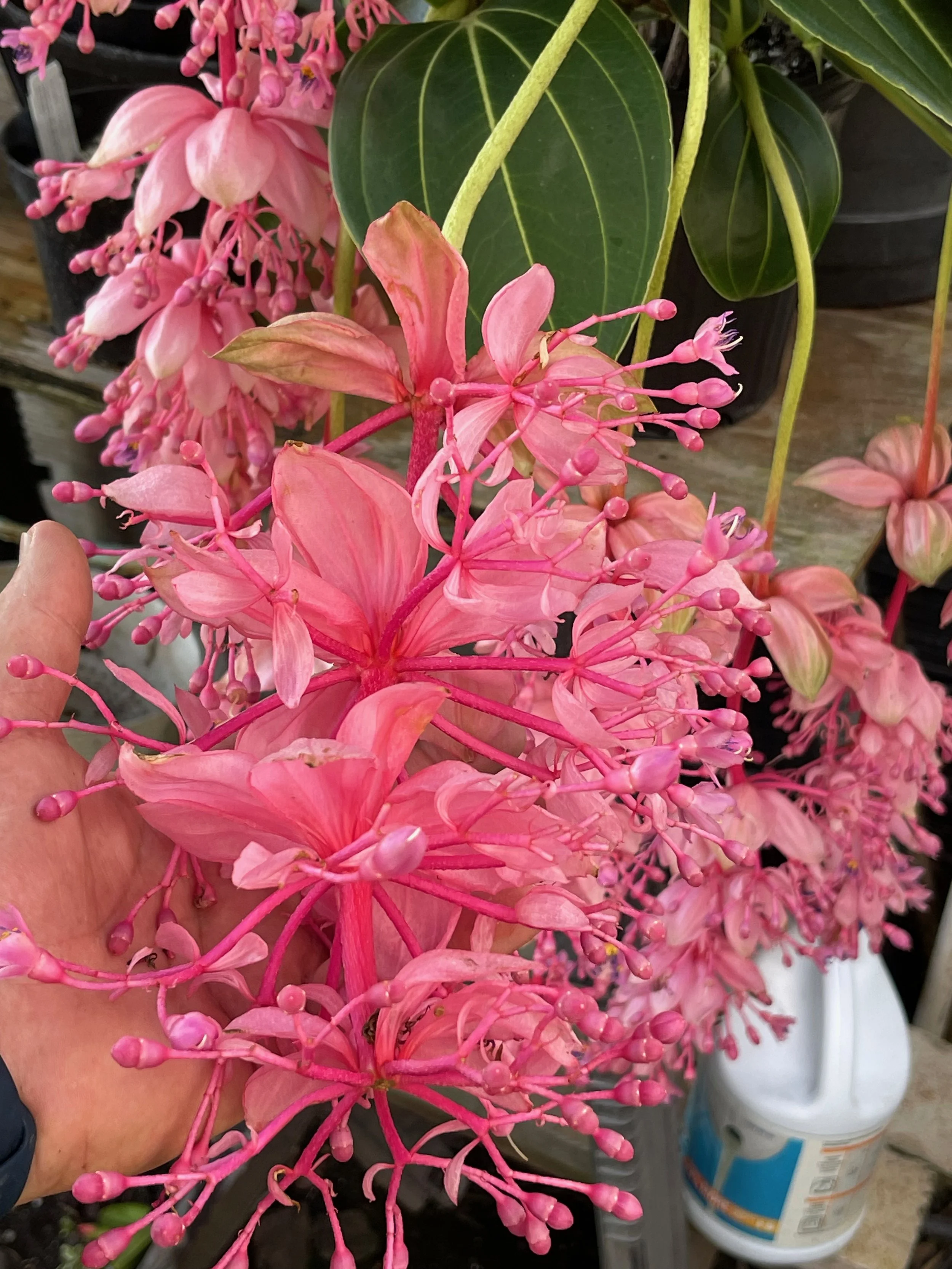 Medinilla 'Royal Glow' — Vintage Green Farms with Tom Piergrossi