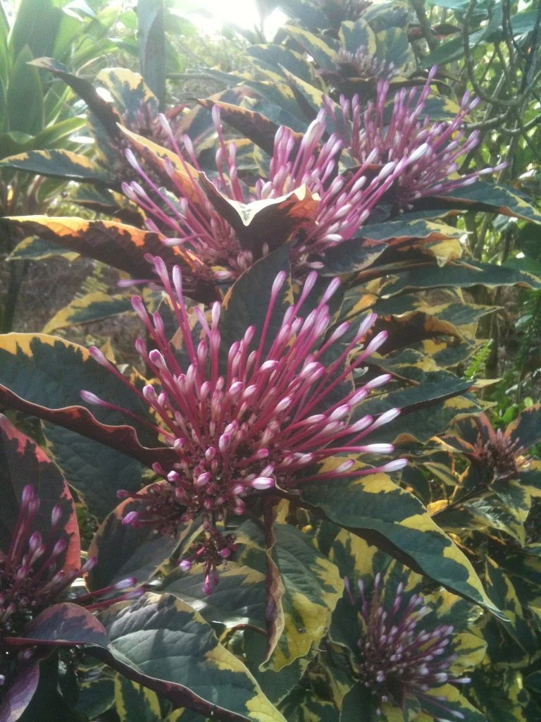Clerodendrum quadriloculare variegata — Vintage Green Farms with Tom ...