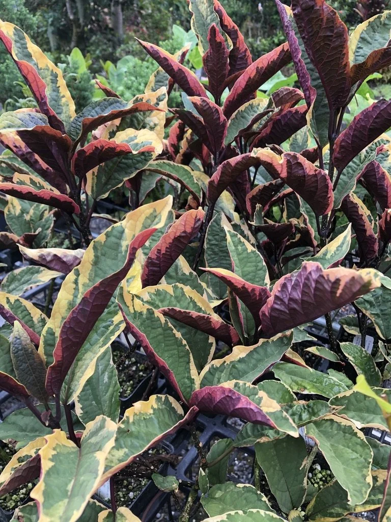 Clerodendrum quadriloculare variegata — Vintage Green Farms with Tom ...