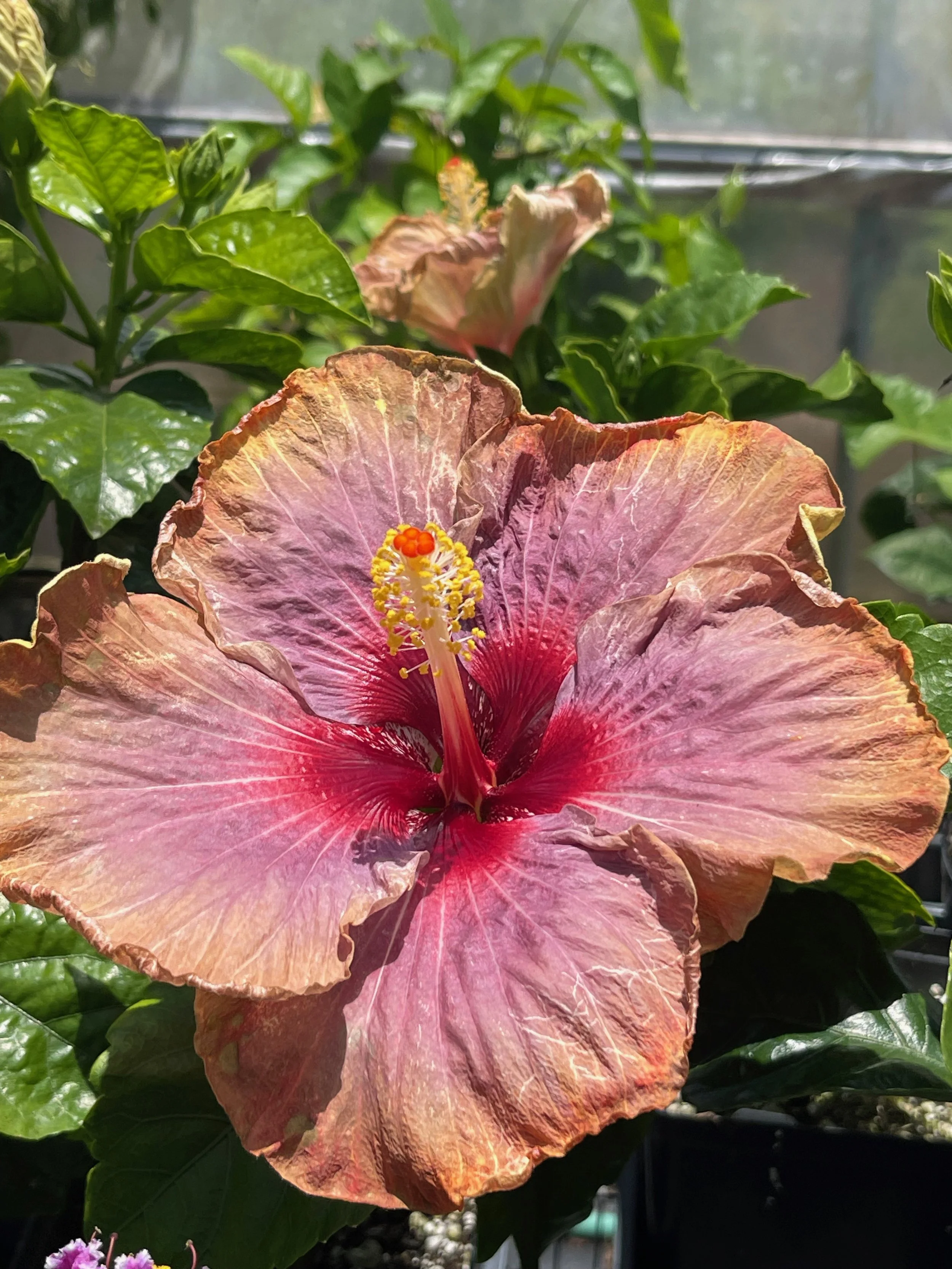 Hibiscus rosa-sinensis 'Arabian Princess' — Vintage Green Farms with ...