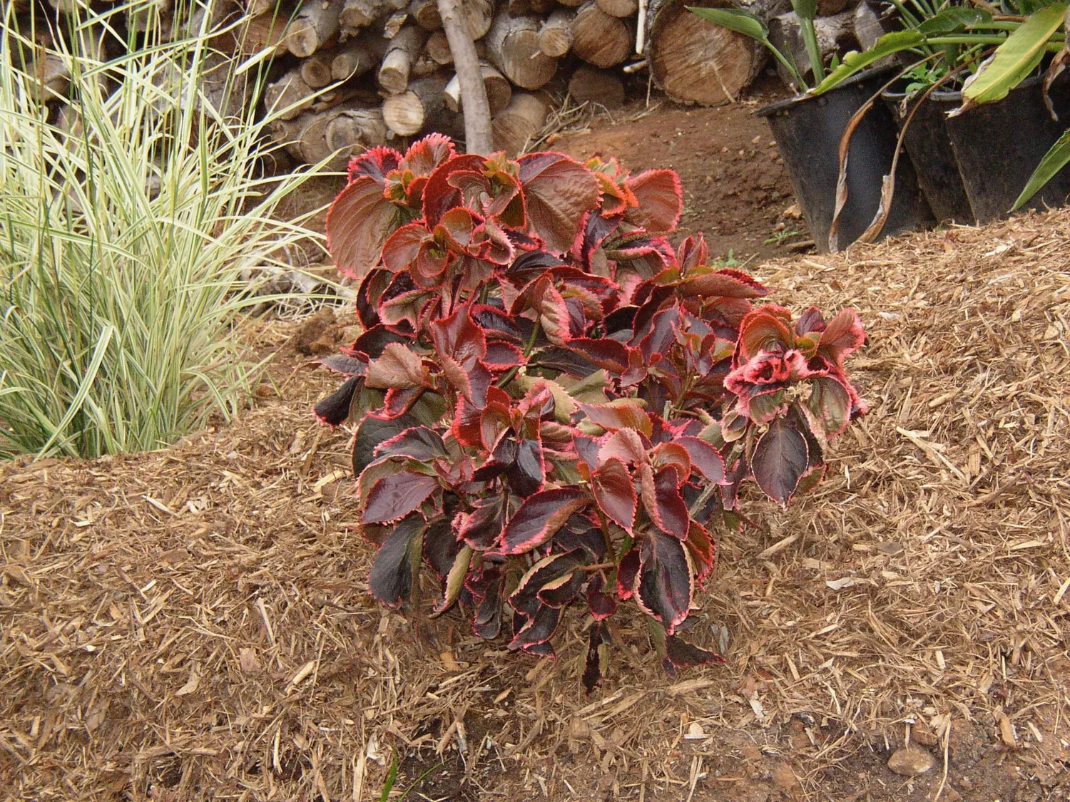 Acalypha Wilkesiana Copper Leaf