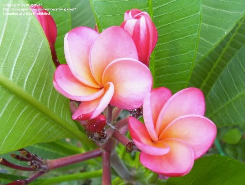 Plumeria rubra 'Donald Angus' — Vintage Green Farms with Tom Piergrossi