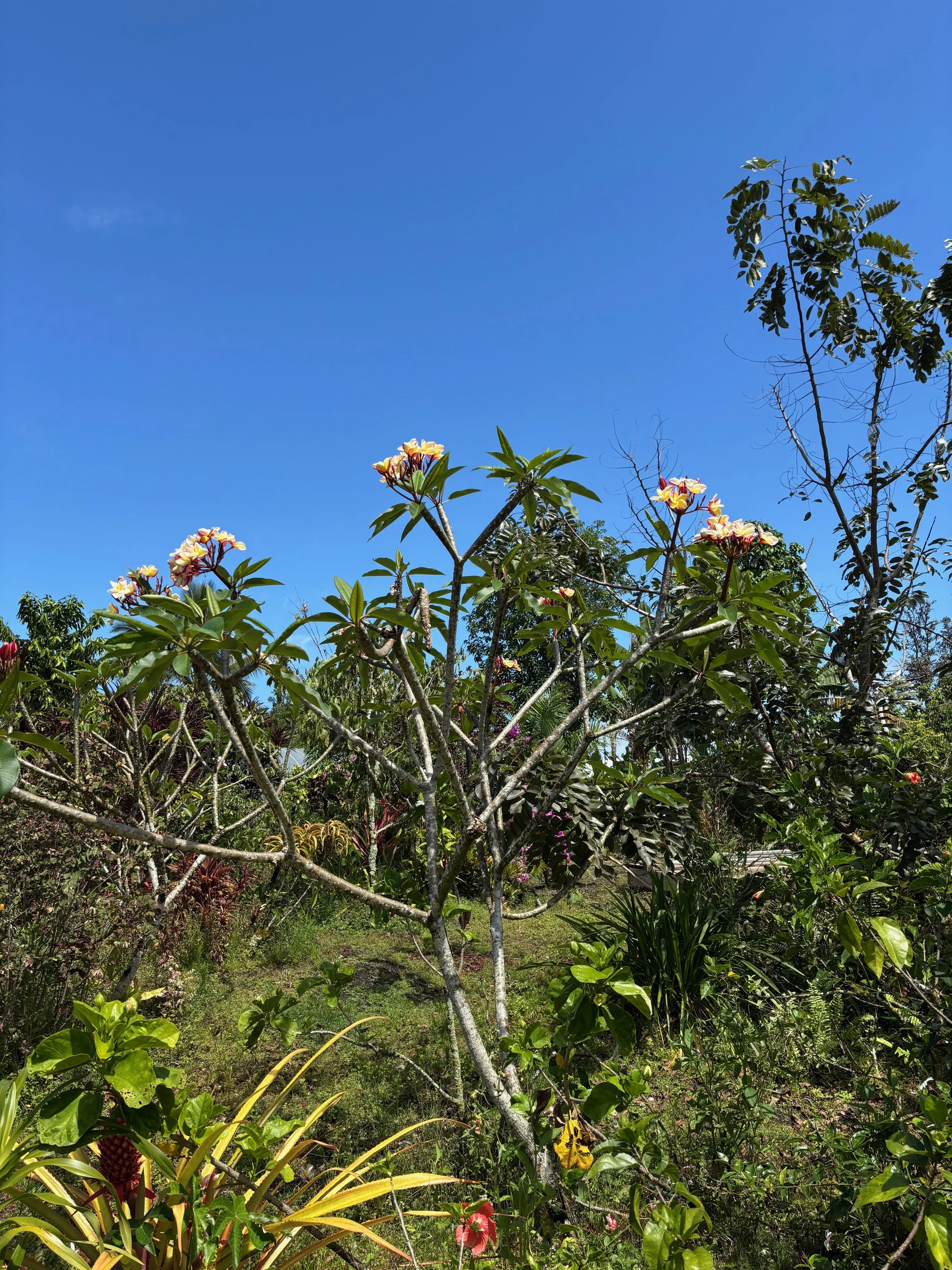 Plumeria rubra 'Vera Cruz Rose' — Vintage Green Farms with Tom Piergrossi