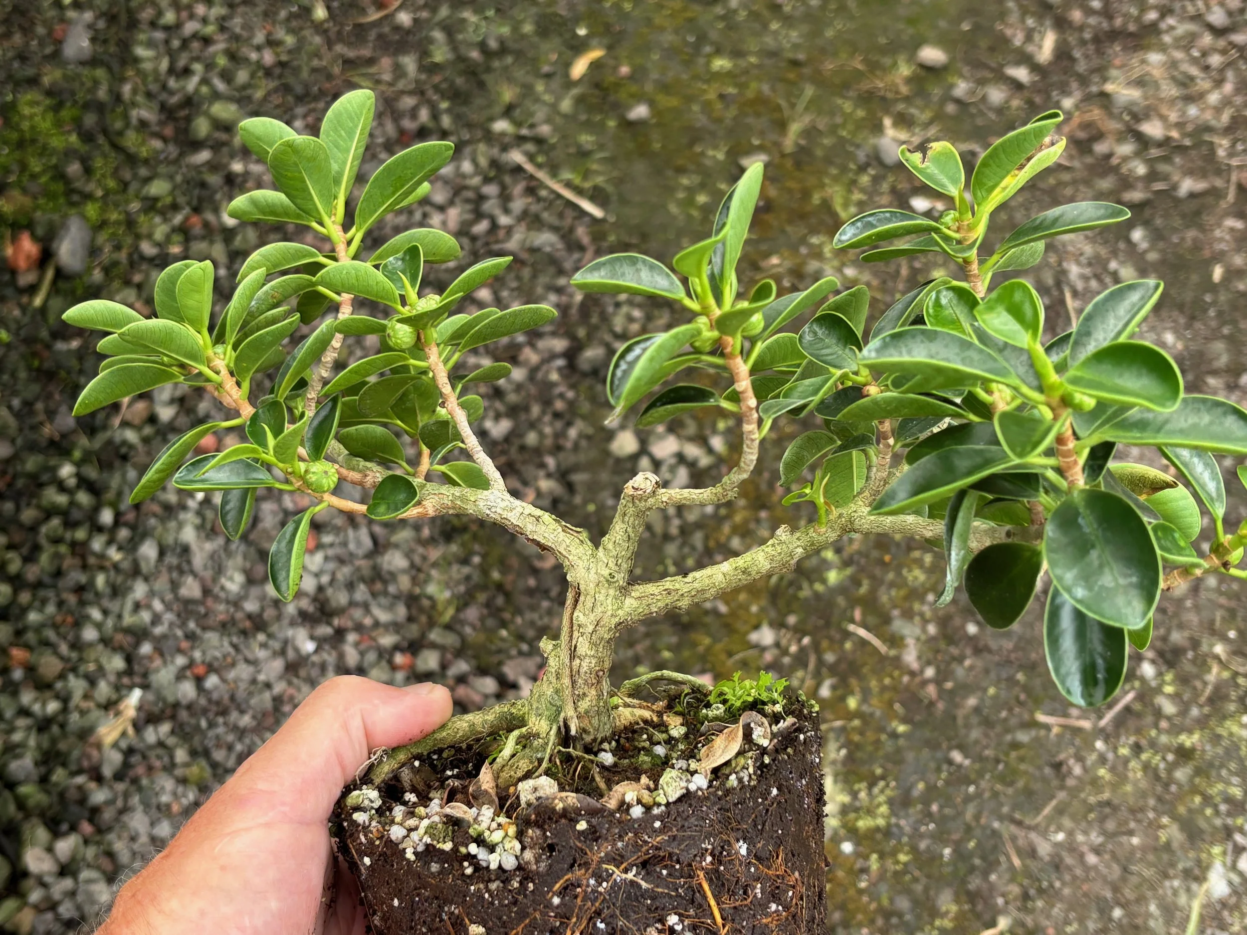 Ficus microcarpa 'Mini Cupleaf' — Vintage Green Farms with Tom Piergrossi