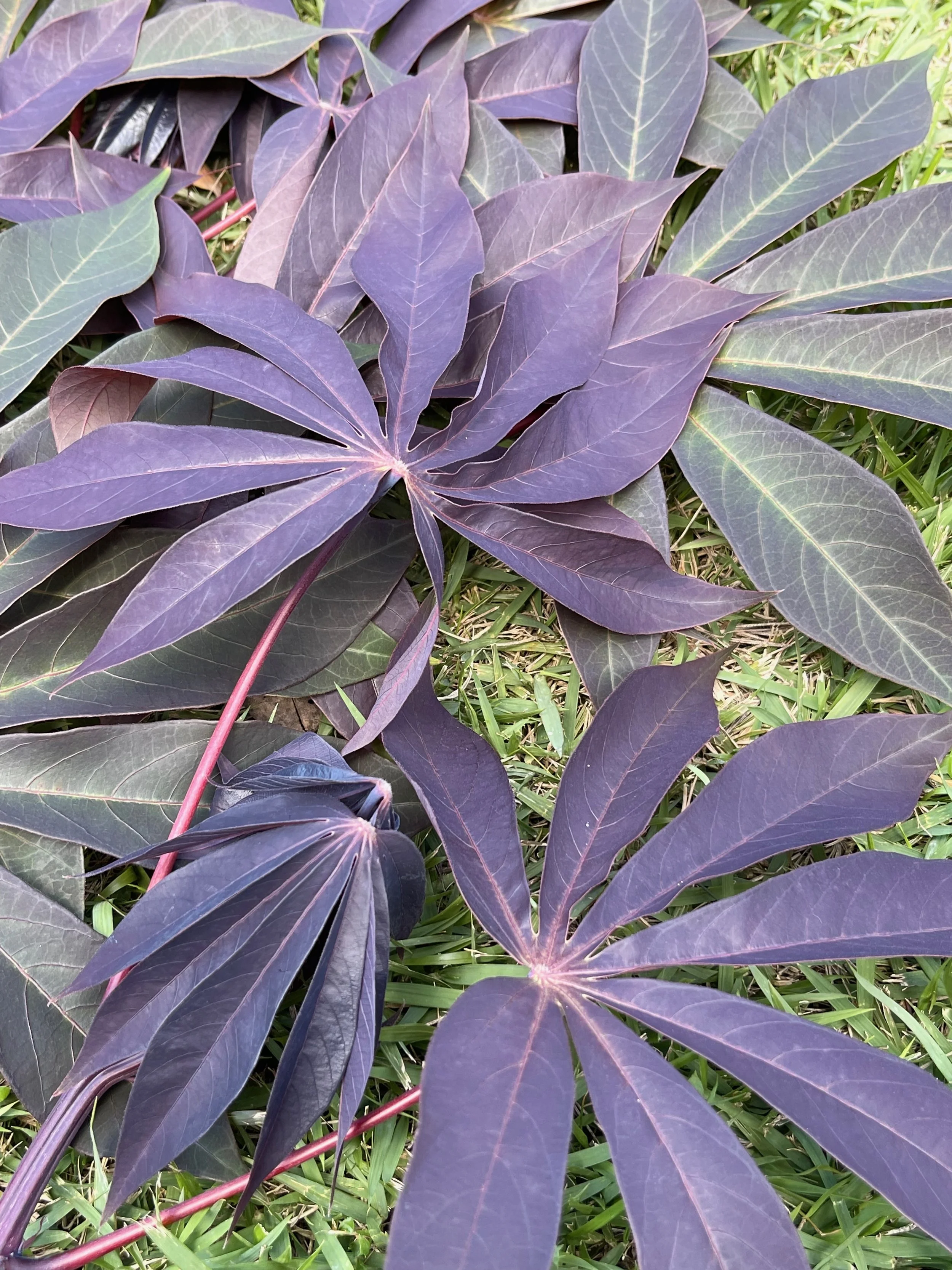 Manihut 'Cuban White' (dark leaf form) — Vintage Green Farms with Tom ...