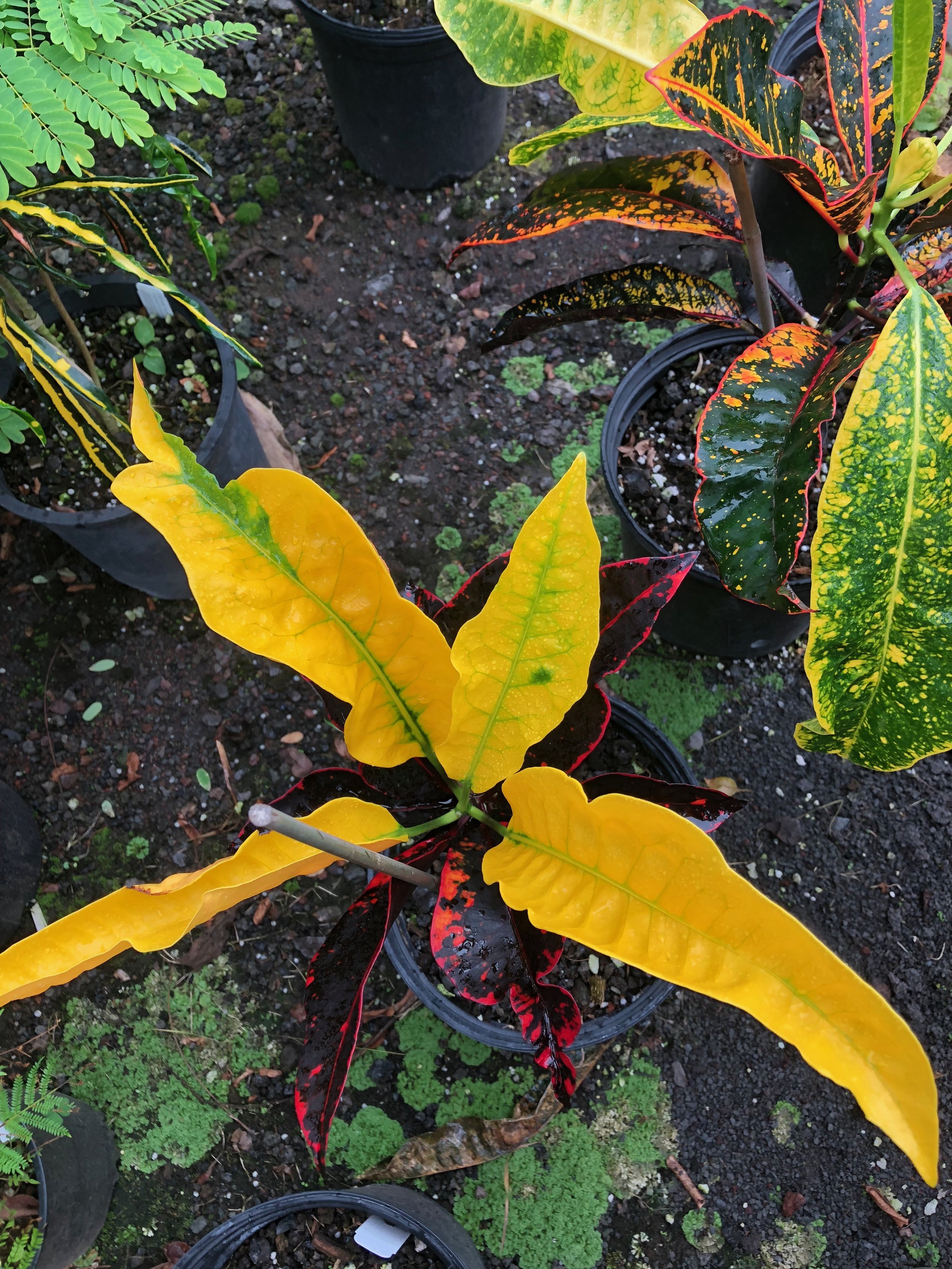 Crotons — Vintage Green Farms with Tom Piergrossi