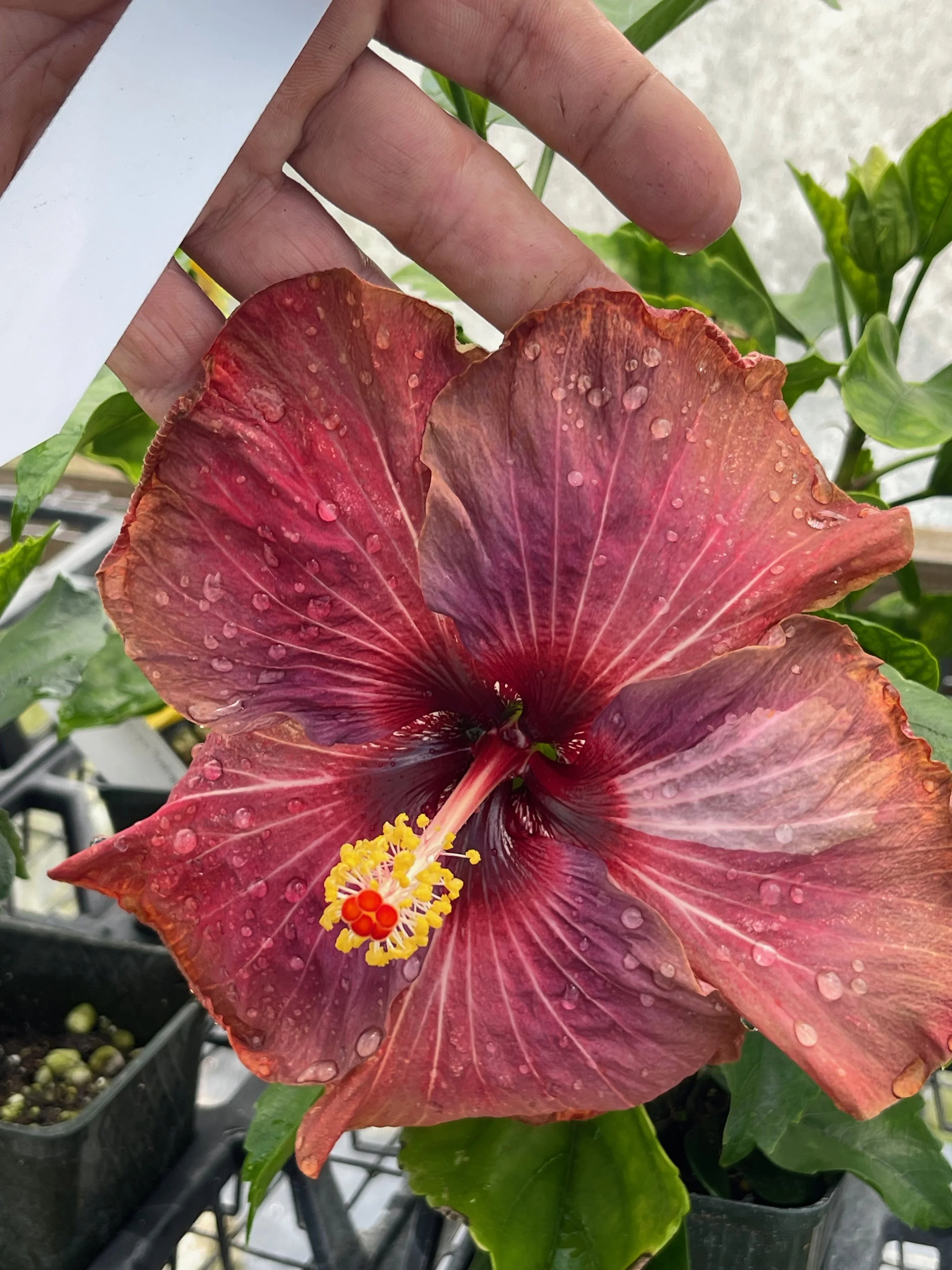 Hibiscus rosa-sinensis 'Arabian Princess' — Vintage Green Farms with ...