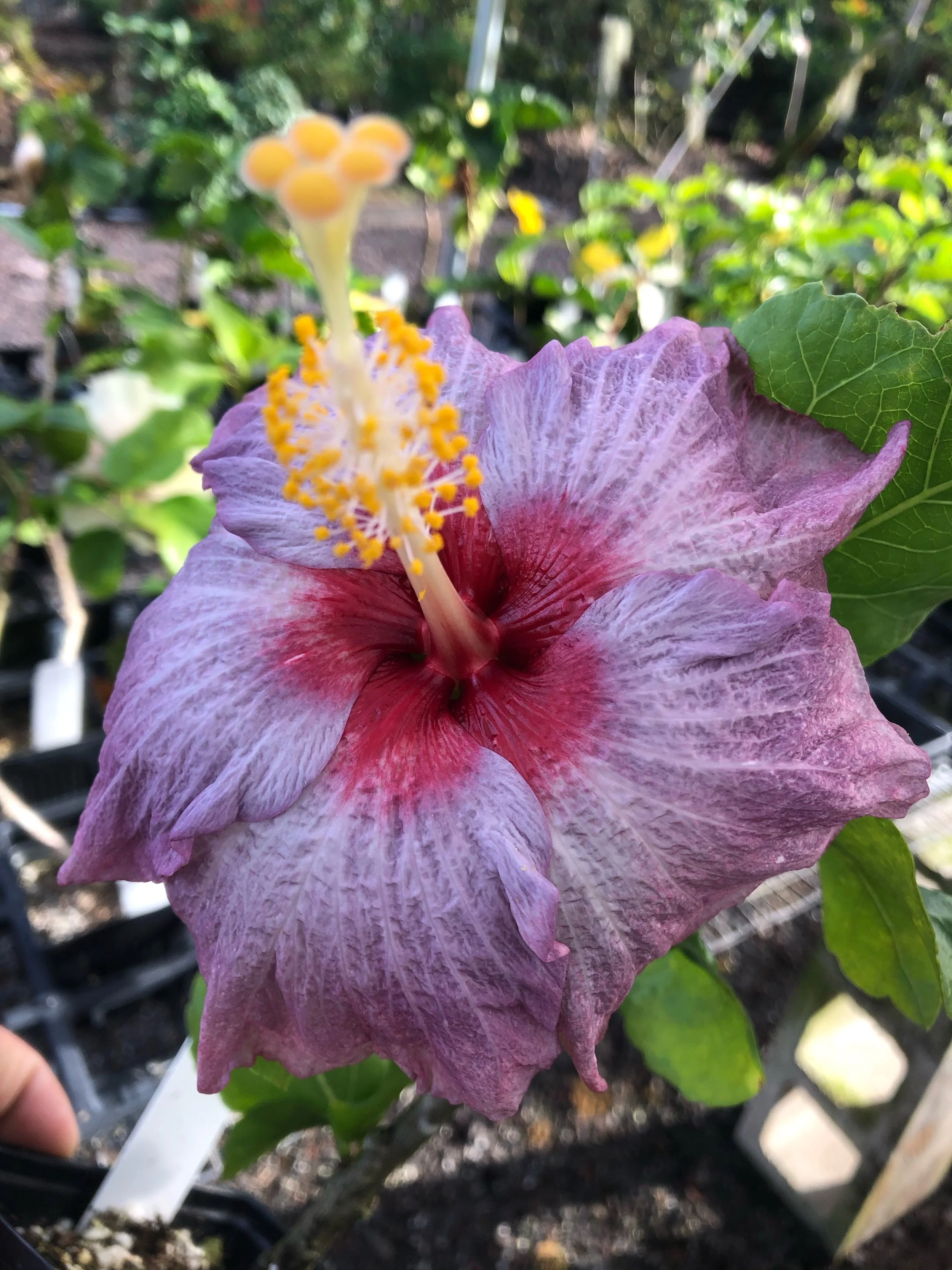 Hibiscus rosa-sinensis 'Groovy Grape' — Vintage Green Farms with Tom ...