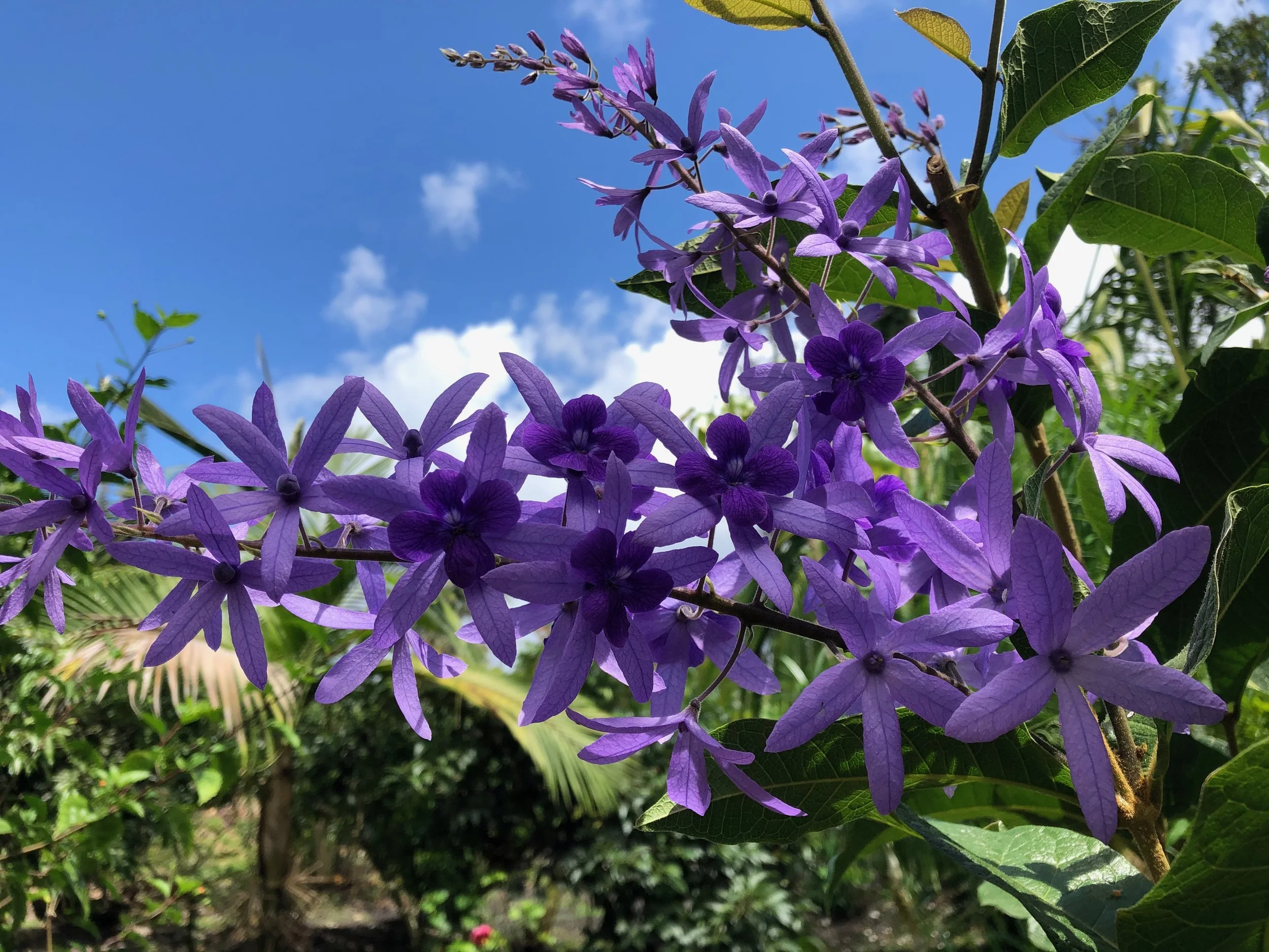 Petrea volubilis (large form) — Vintage Green Farms with Tom Piergrossi