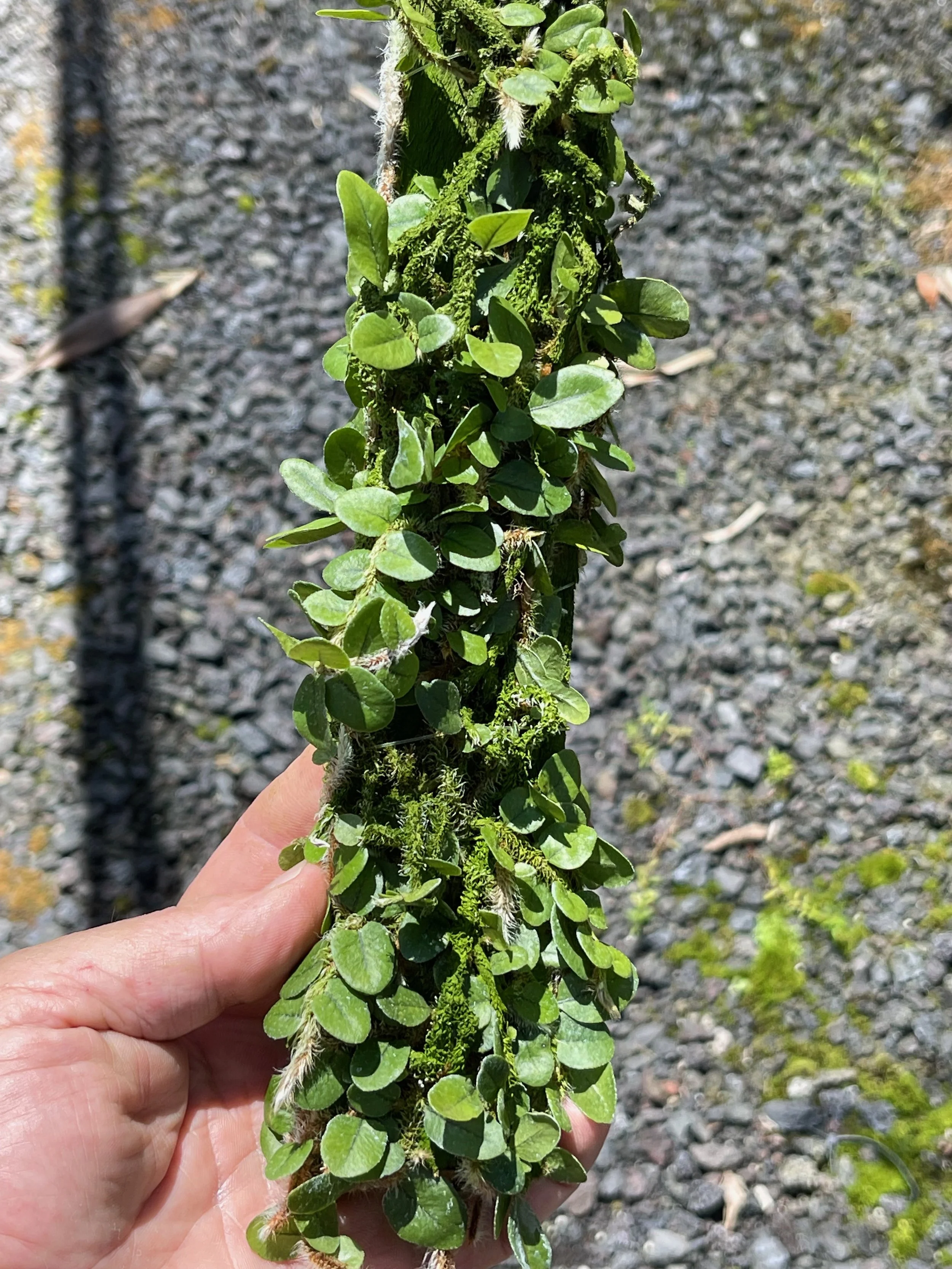 Microgramma vacciniifolia — Vintage Green Farms with Tom Piergrossi