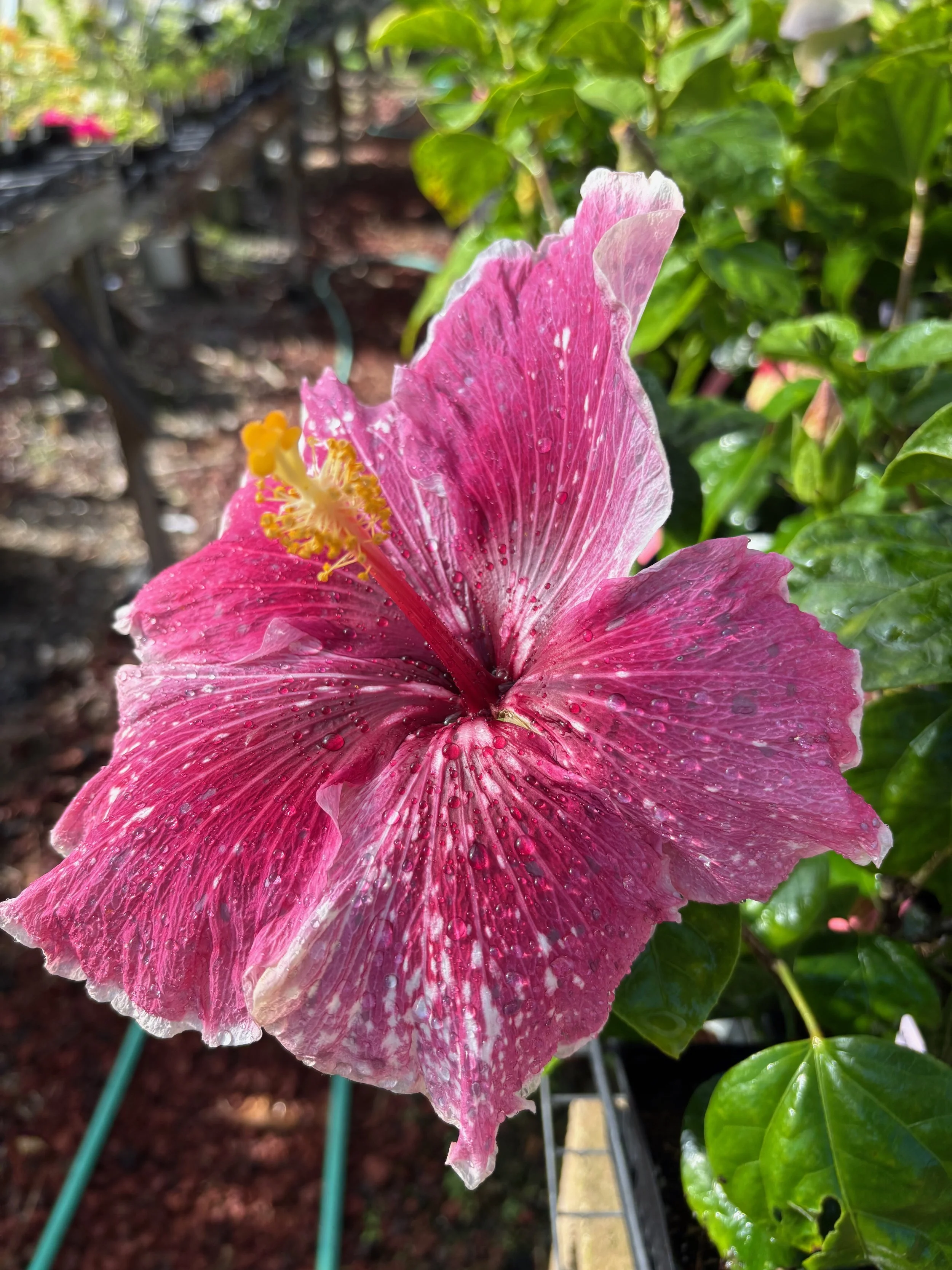 Hibiscus rosa-sinensis 'Purple Magic' — Vintage Green Farms with Tom ...