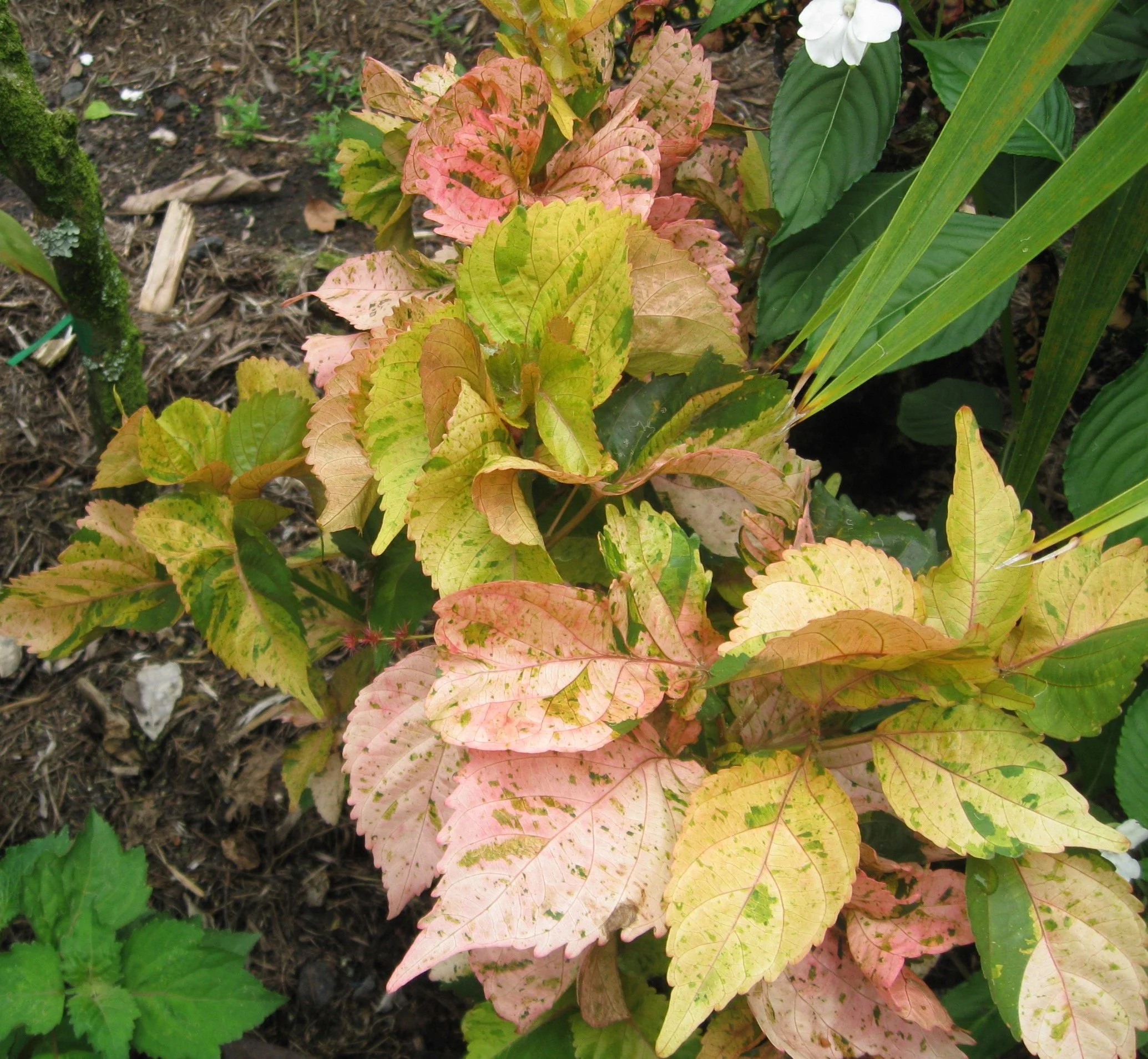 Acalypha 'Tiki Peach Whirl' — Vintage Green Farms with Tom Piergrossi