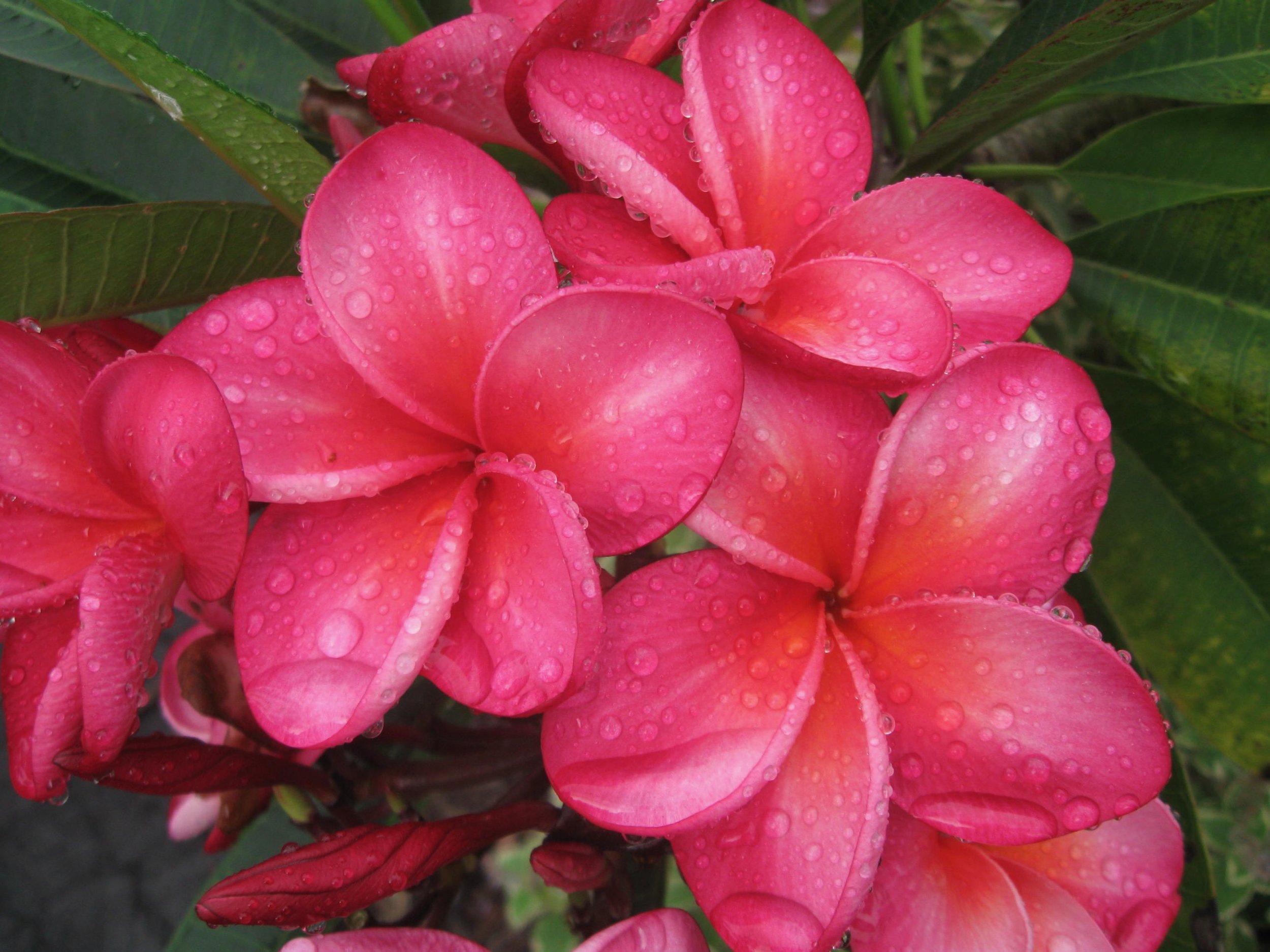Plumeria rubra 'Donald Angus' — Vintage Green Farms with Tom Piergrossi