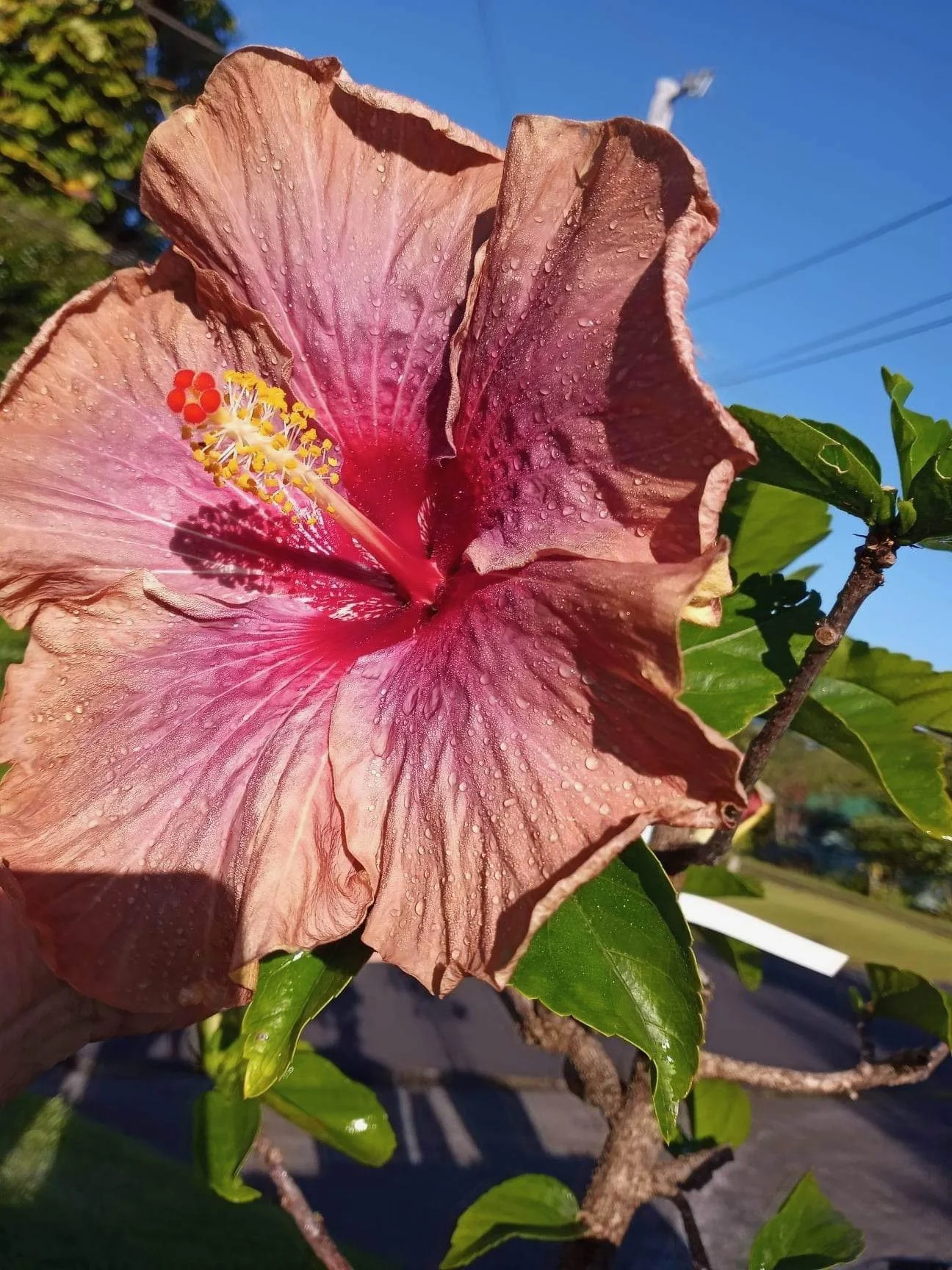 Hibiscus rosa-sinensis 'Arabian Princess' — Vintage Green Farms with ...