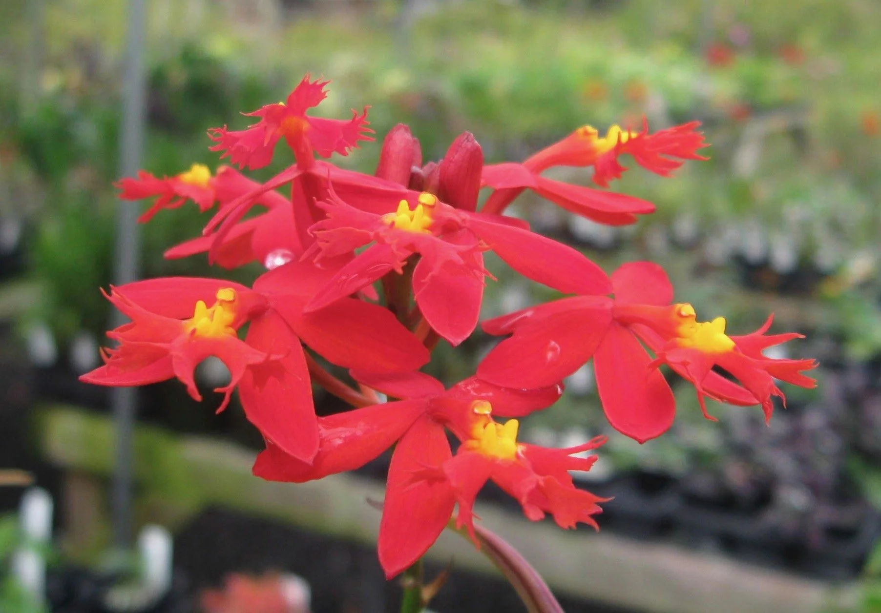Epidendrum 'Red' — Vintage Green Farms with Tom Piergrossi