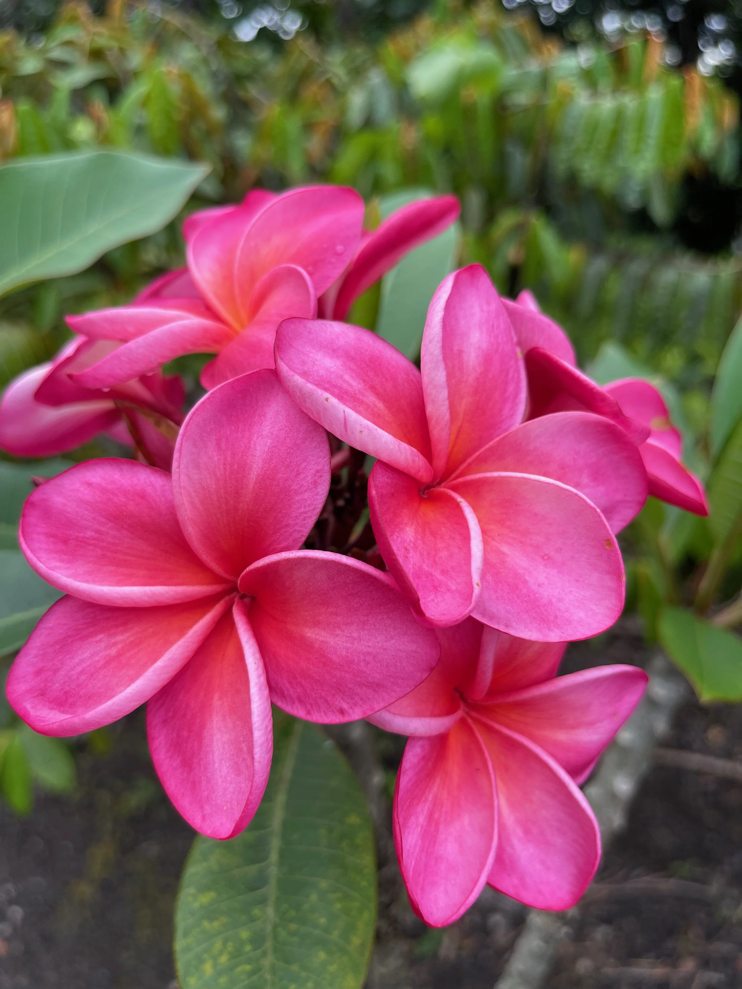 Plumeria rubra 'Donald Angus' — Vintage Green Farms with Tom Piergrossi
