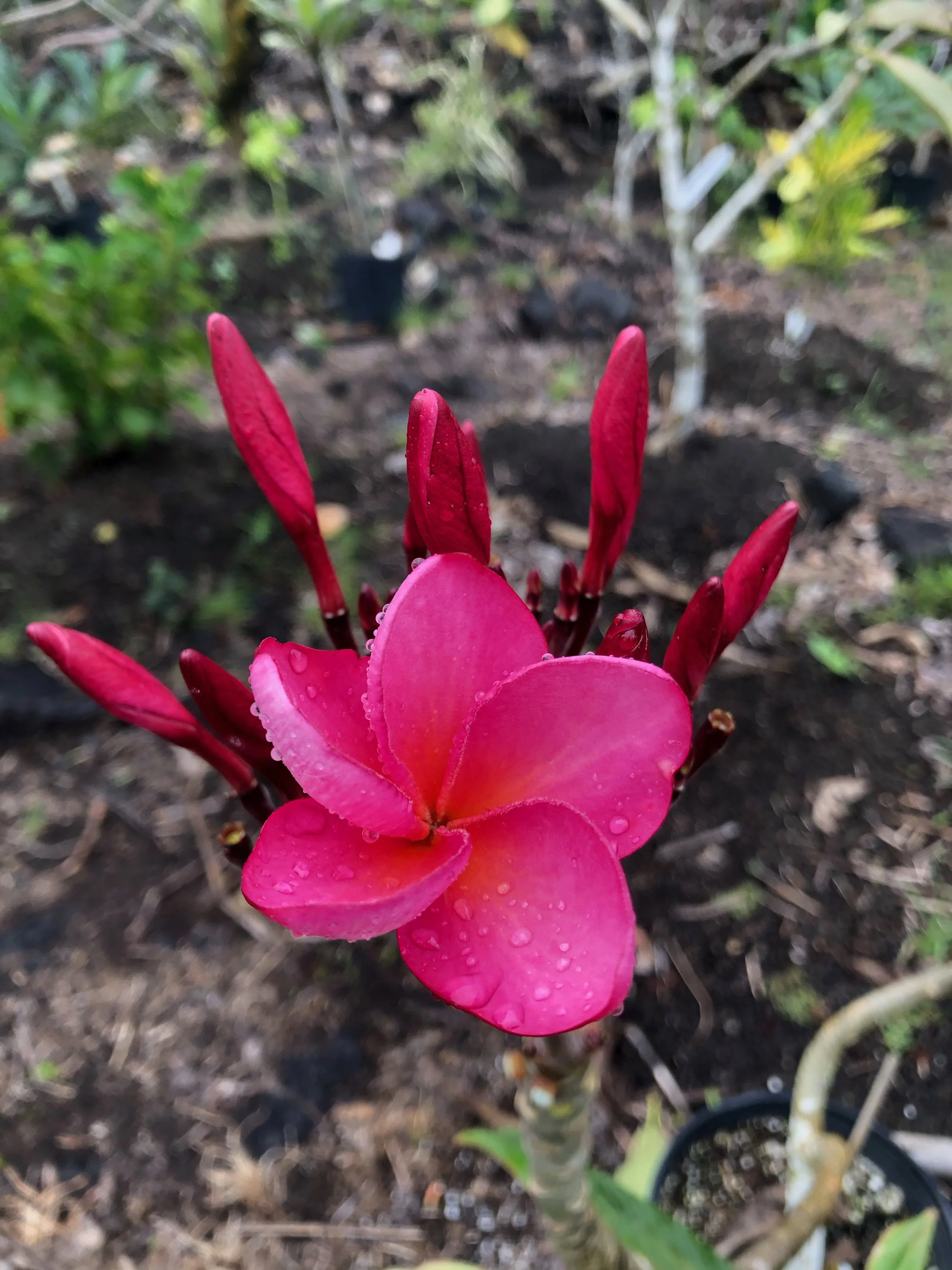 Plumeria rubra 'Donald Angus' — Vintage Green Farms with Tom Piergrossi