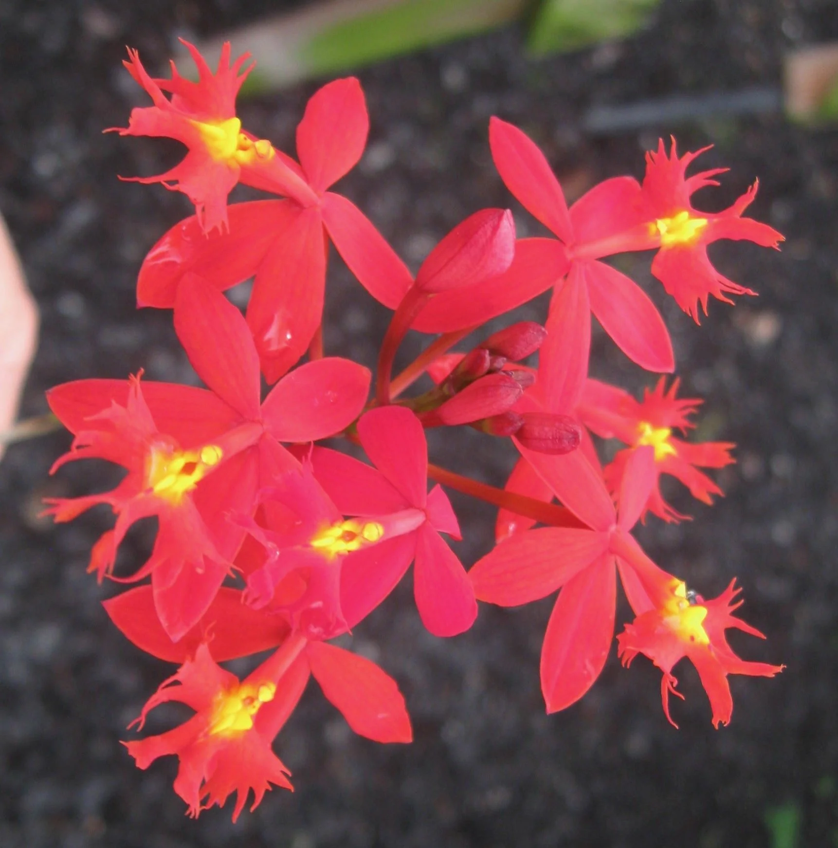 Epidendrum 'Red' — Vintage Green Farms with Tom Piergrossi