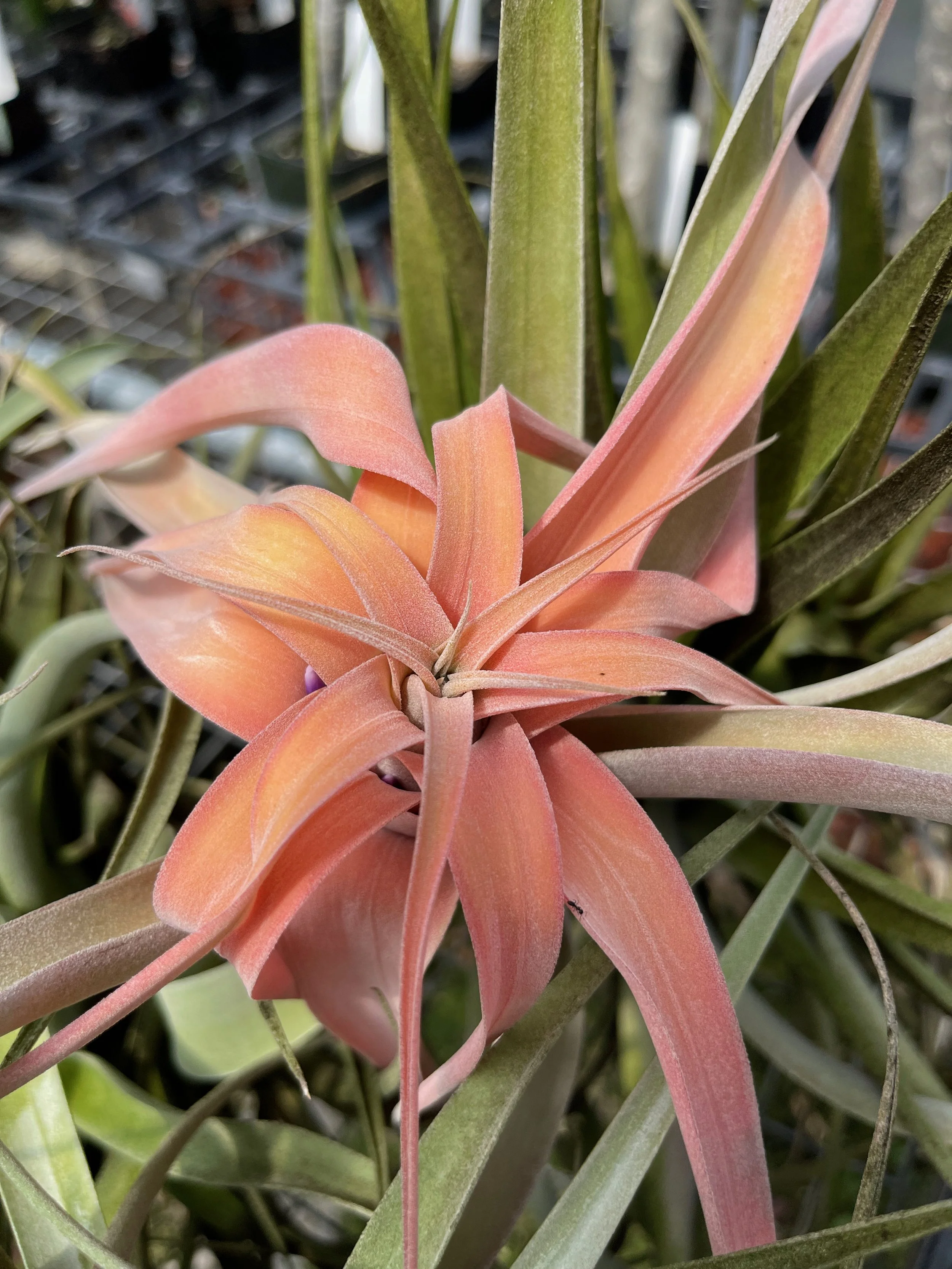 Tillandsia capitata (peach form) — Vintage Green Farms with Tom Piergrossi