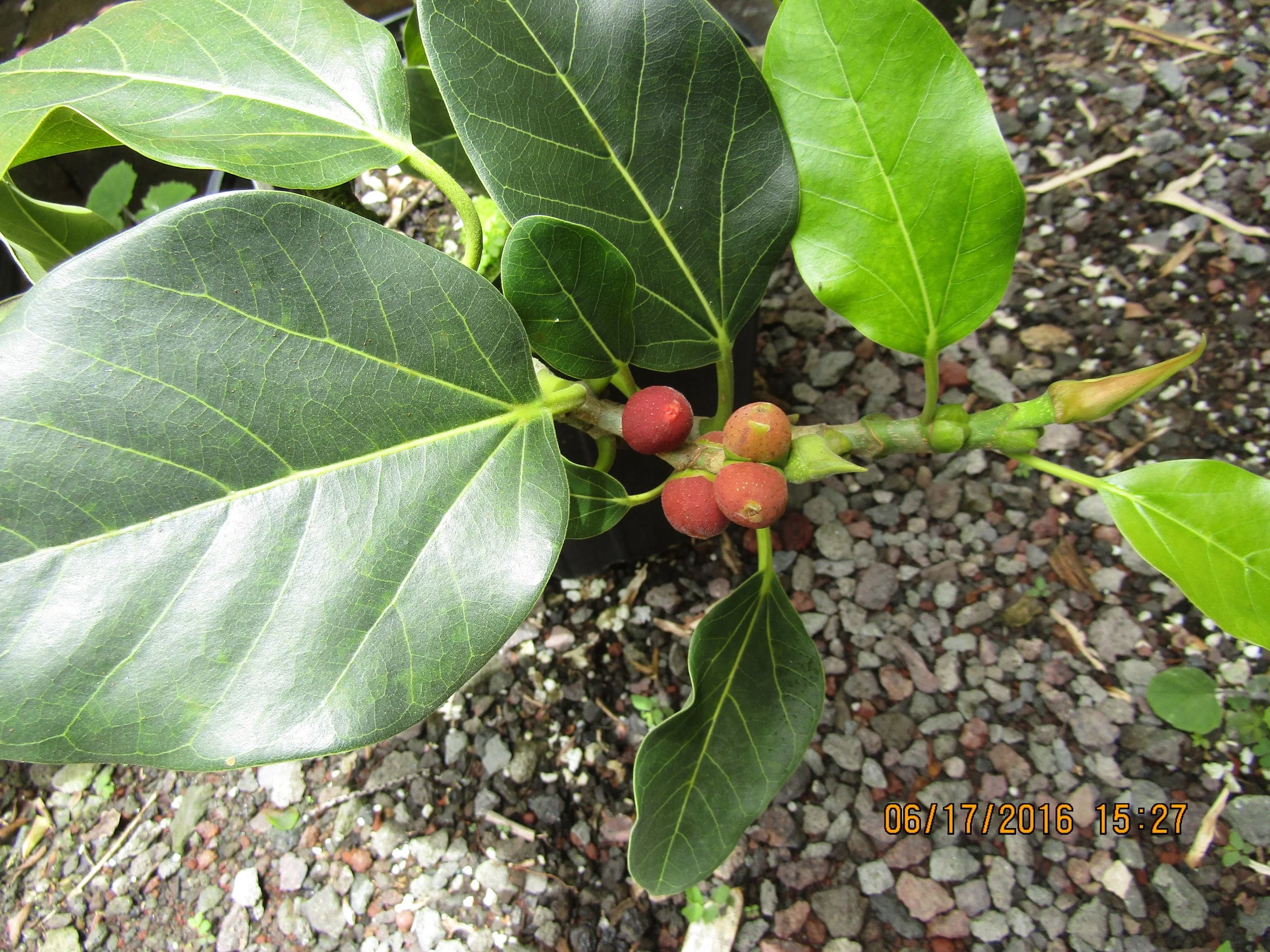 Ficus - Figs — Vintage Green Farms with Tom Piergrossi
