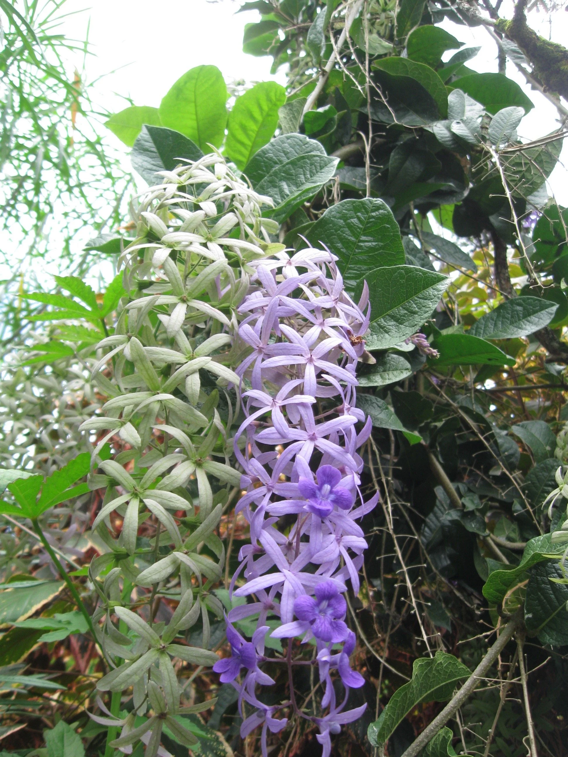 Petrea volubilis (large form) — Vintage Green Farms with Tom Piergrossi