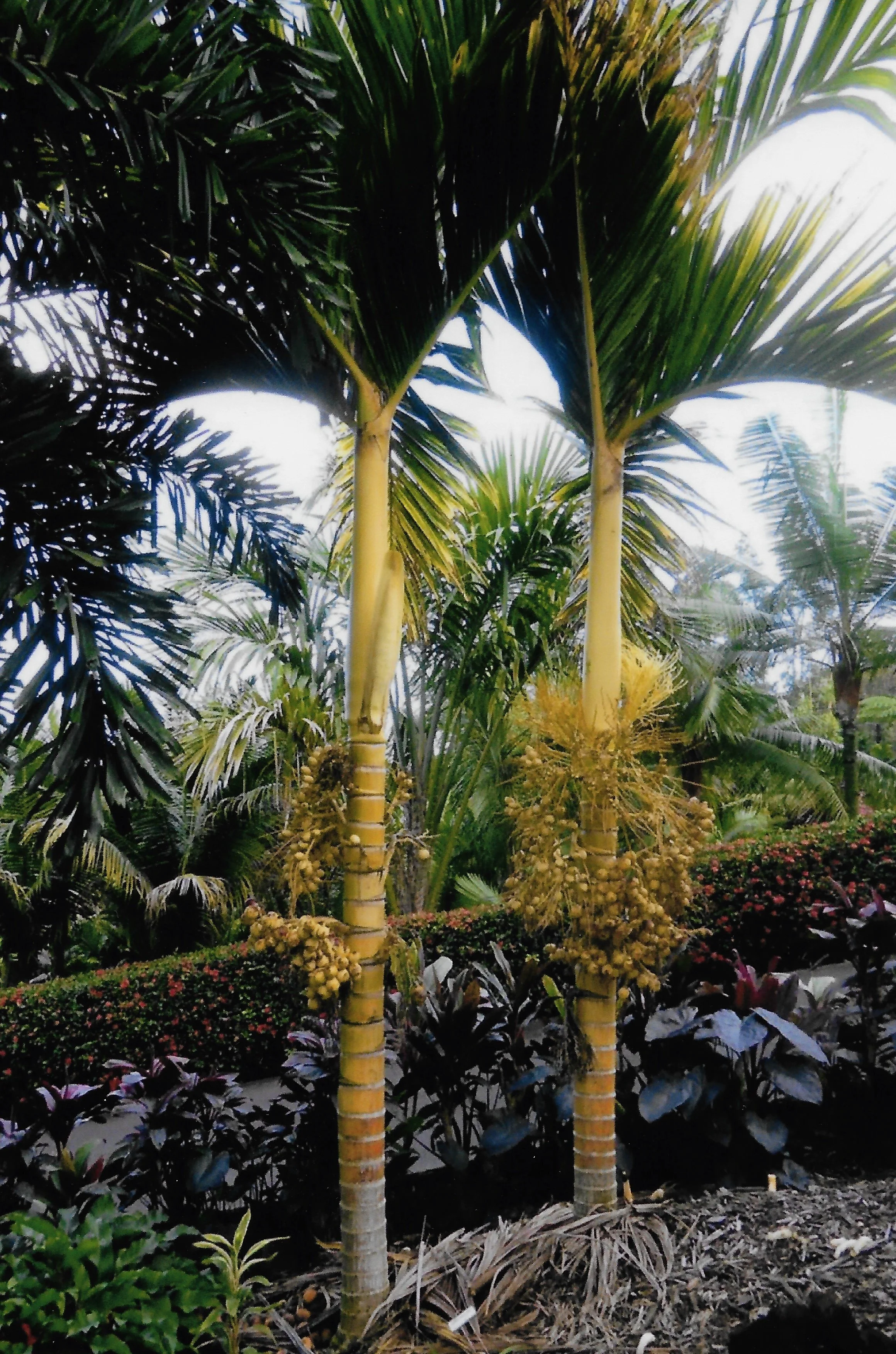 Areca catechu var. alba — Vintage Green Farms with Tom Piergrossi