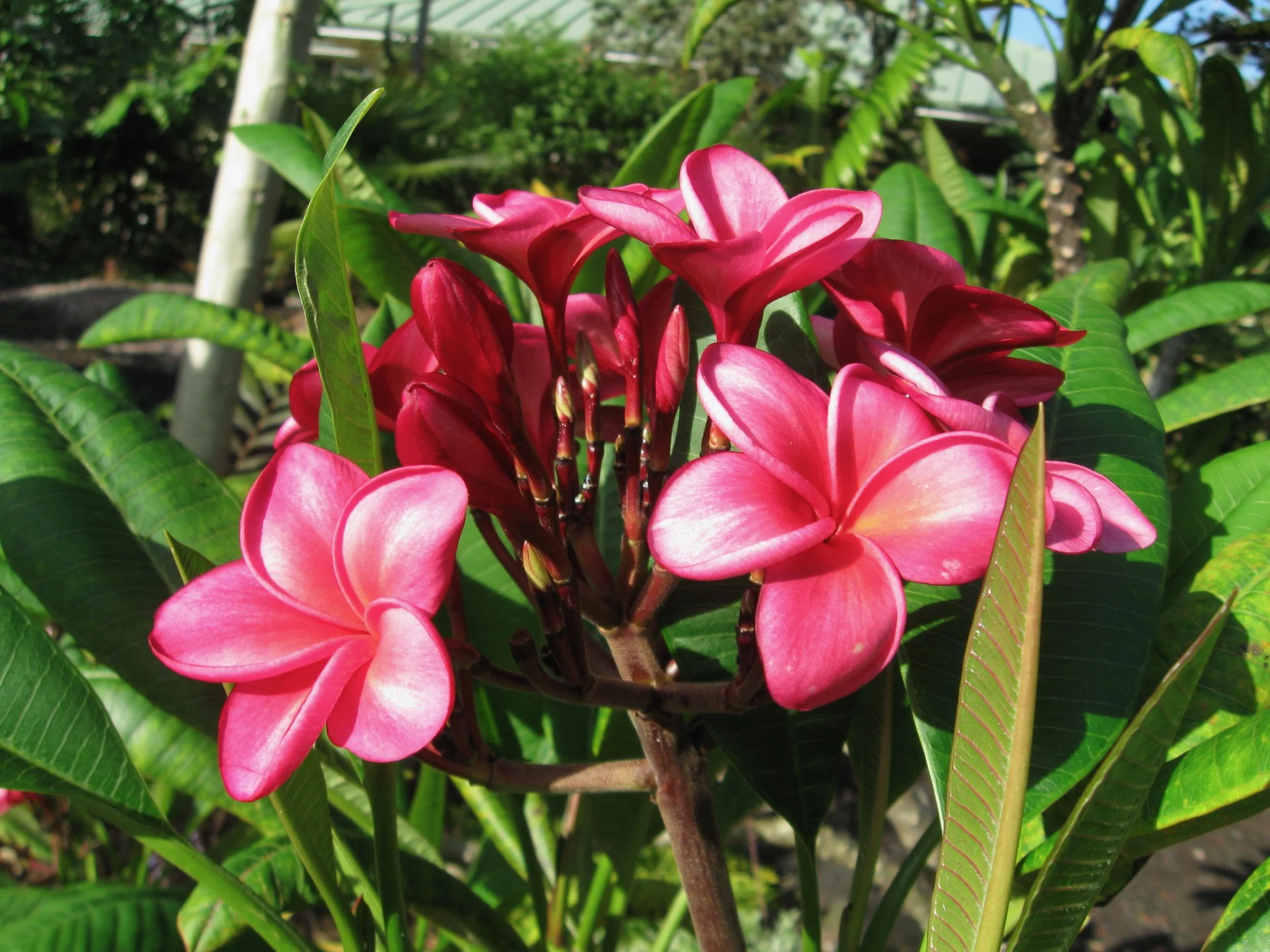 Plumeria rubra 'Donald Angus' — Vintage Green Farms with Tom Piergrossi