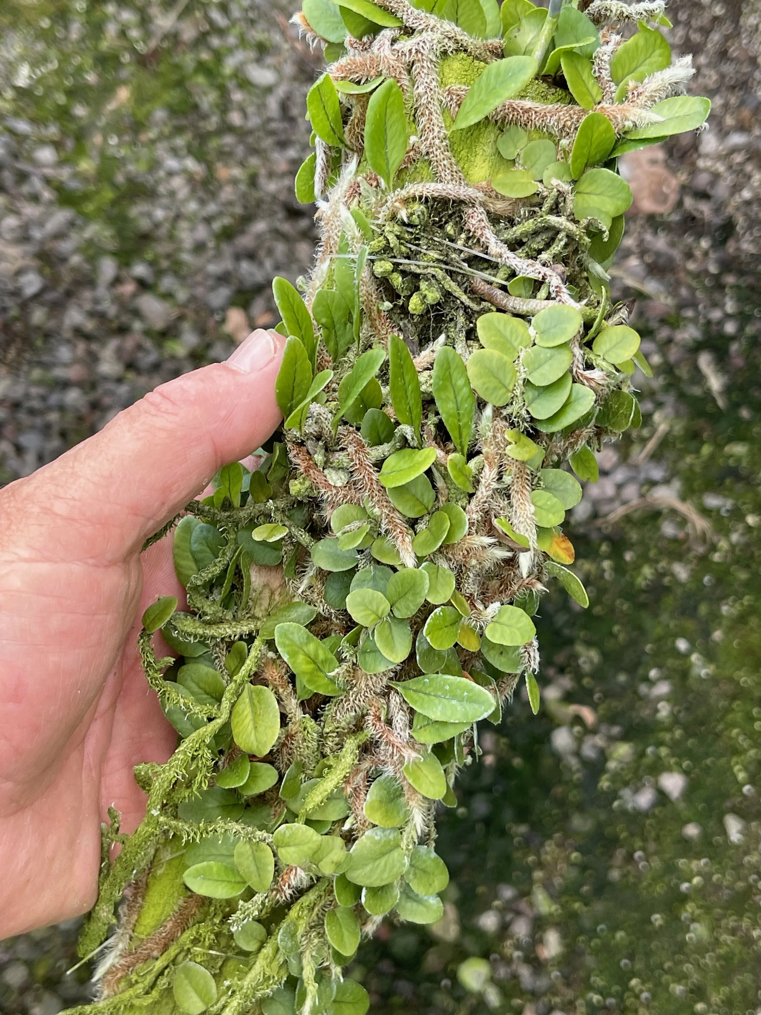 Microgramma vacciniifolia — Vintage Green Farms with Tom Piergrossi