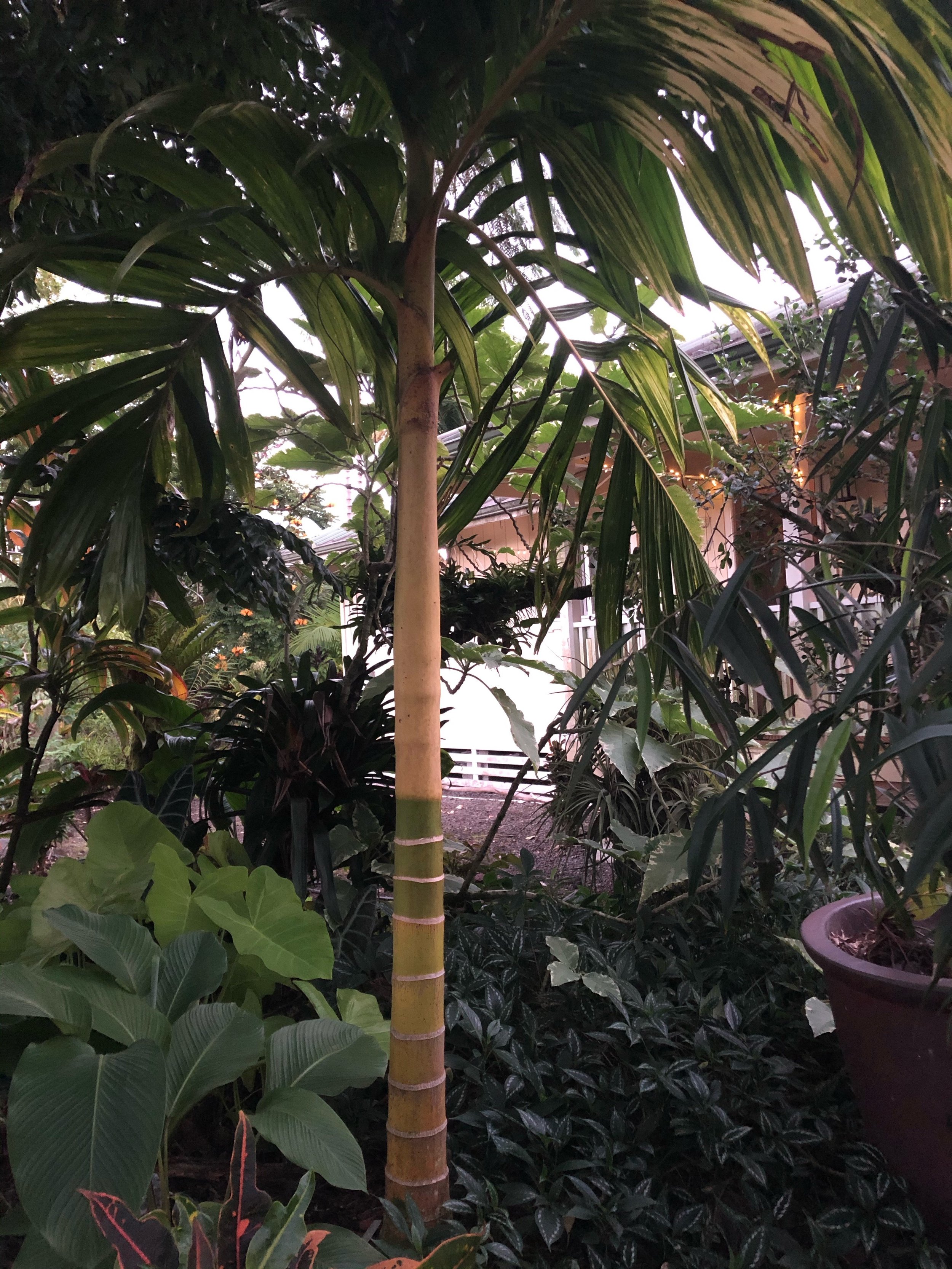 Areca catechu var. alba — Vintage Green Farms with Tom Piergrossi